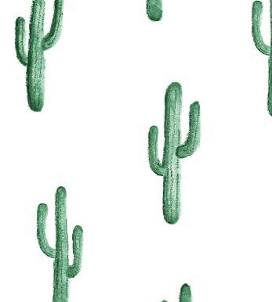 Cool Cactus Wallpapers - Top Free Cool Cactus Backgrounds - WallpaperAccess
