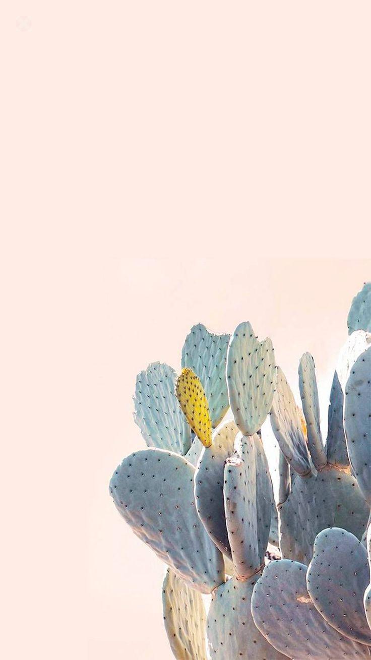 Cool Cactus Wallpapers - Top Free Cool Cactus Backgrounds - WallpaperAccess