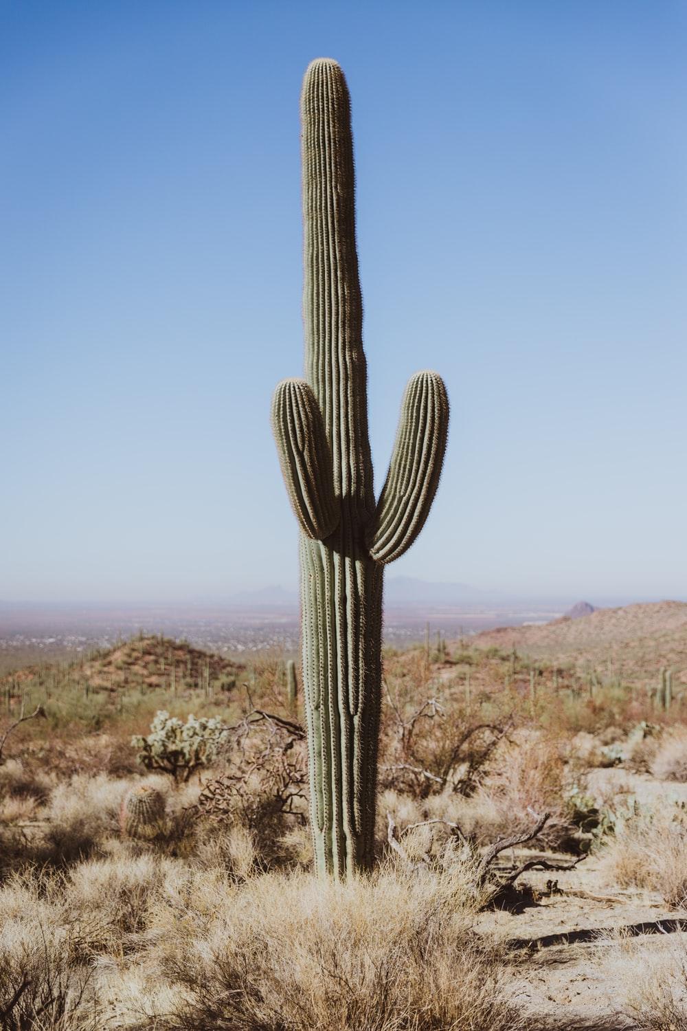 Cool Cactus Wallpapers - Top Free Cool Cactus Backgrounds - WallpaperAccess