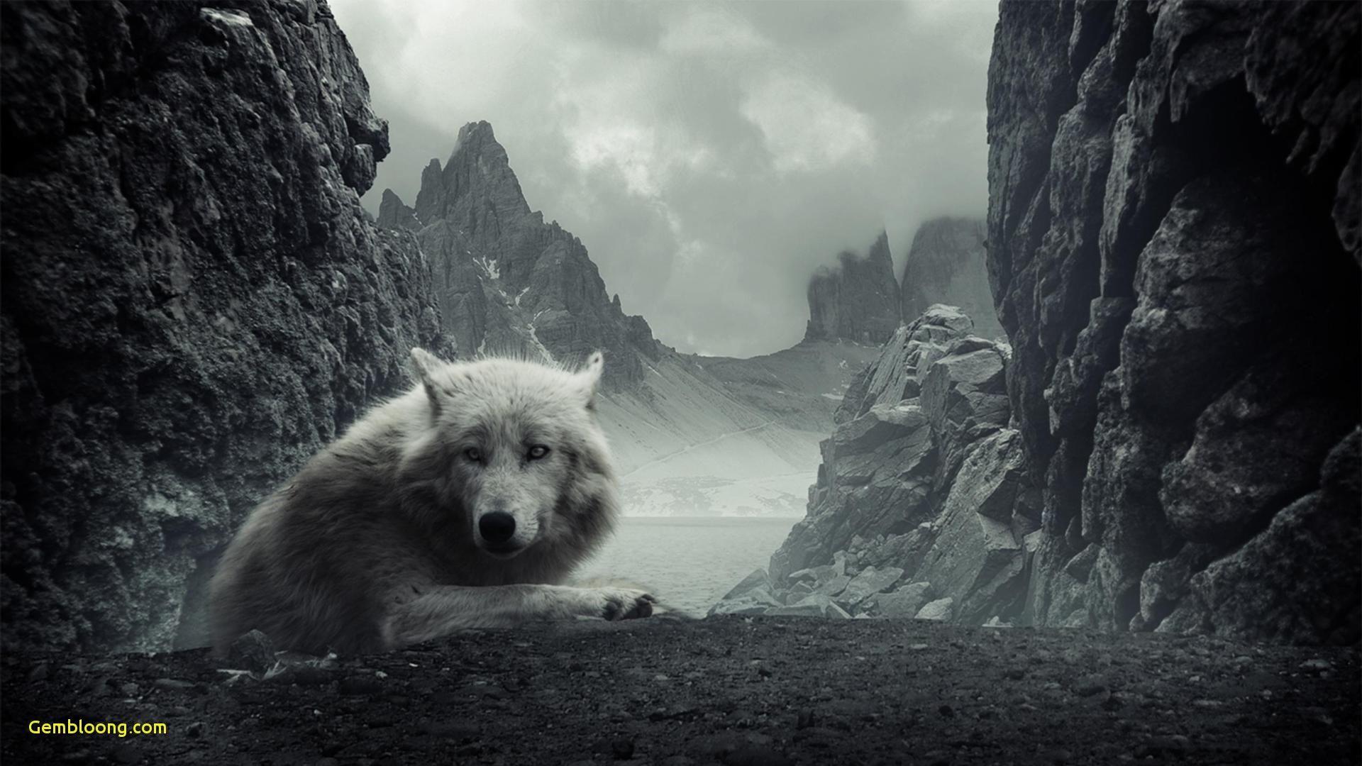 White Wolf Desktop Wallpapers - Top Free White Wolf Desktop Backgrounds ...