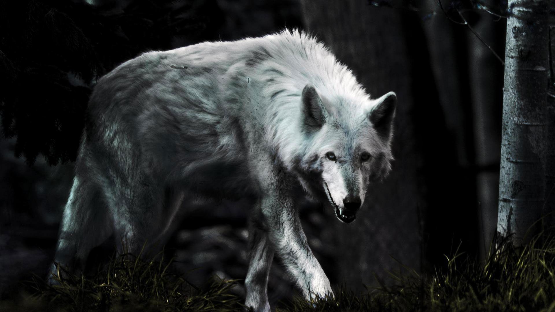 White Wolf Desktop Wallpapers - Top Free White Wolf Desktop Backgrounds ...