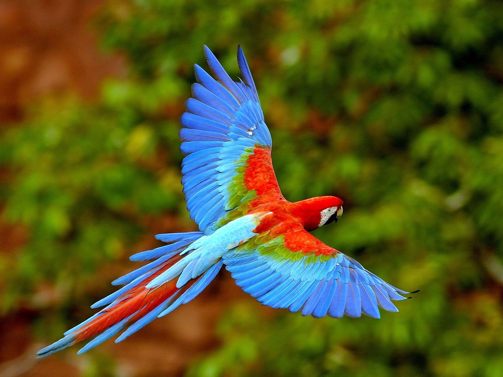 Magical Bird Wallpapers - Top Free Magical Bird Backgrounds ...