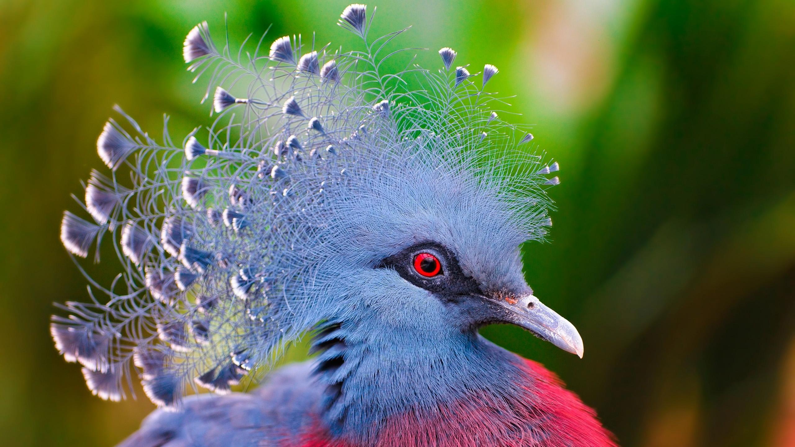 Magical Bird Wallpapers - Top Free Magical Bird Backgrounds ...