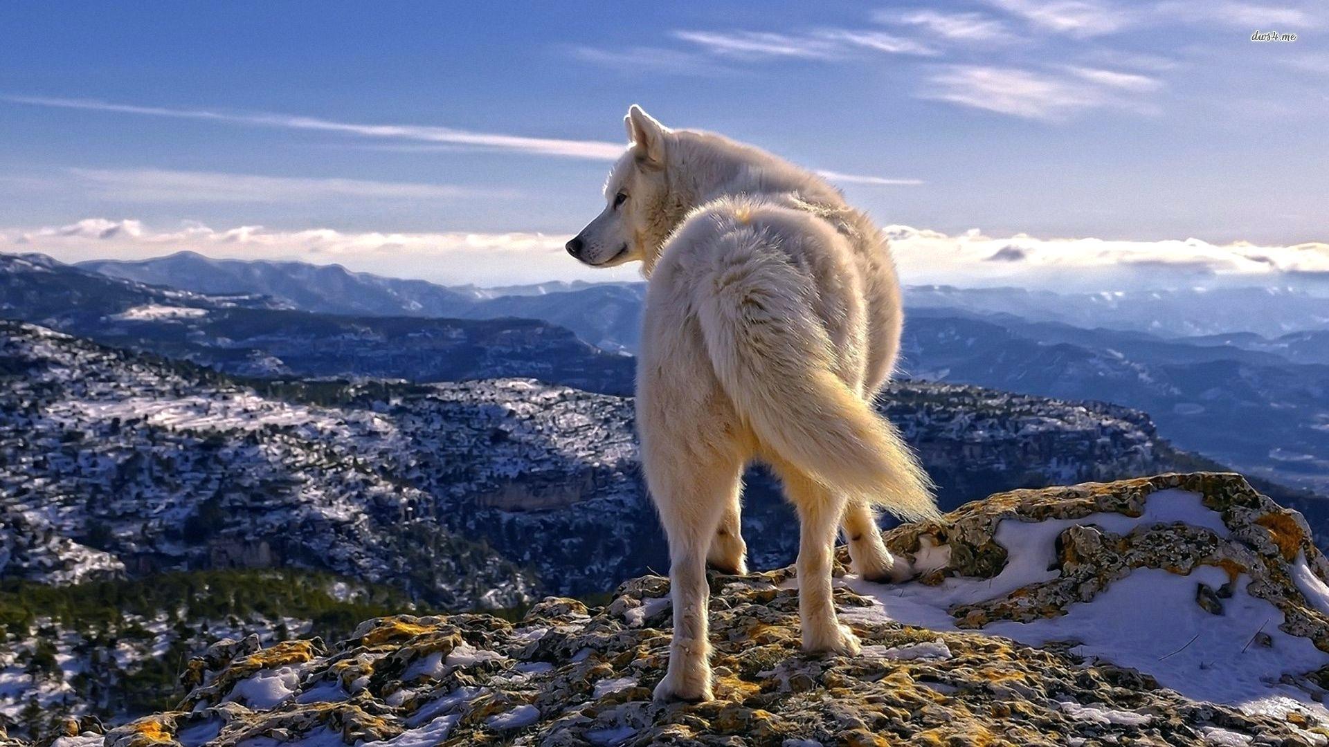 White Wolf Desktop Wallpapers - Top Free White Wolf Desktop Backgrounds ...