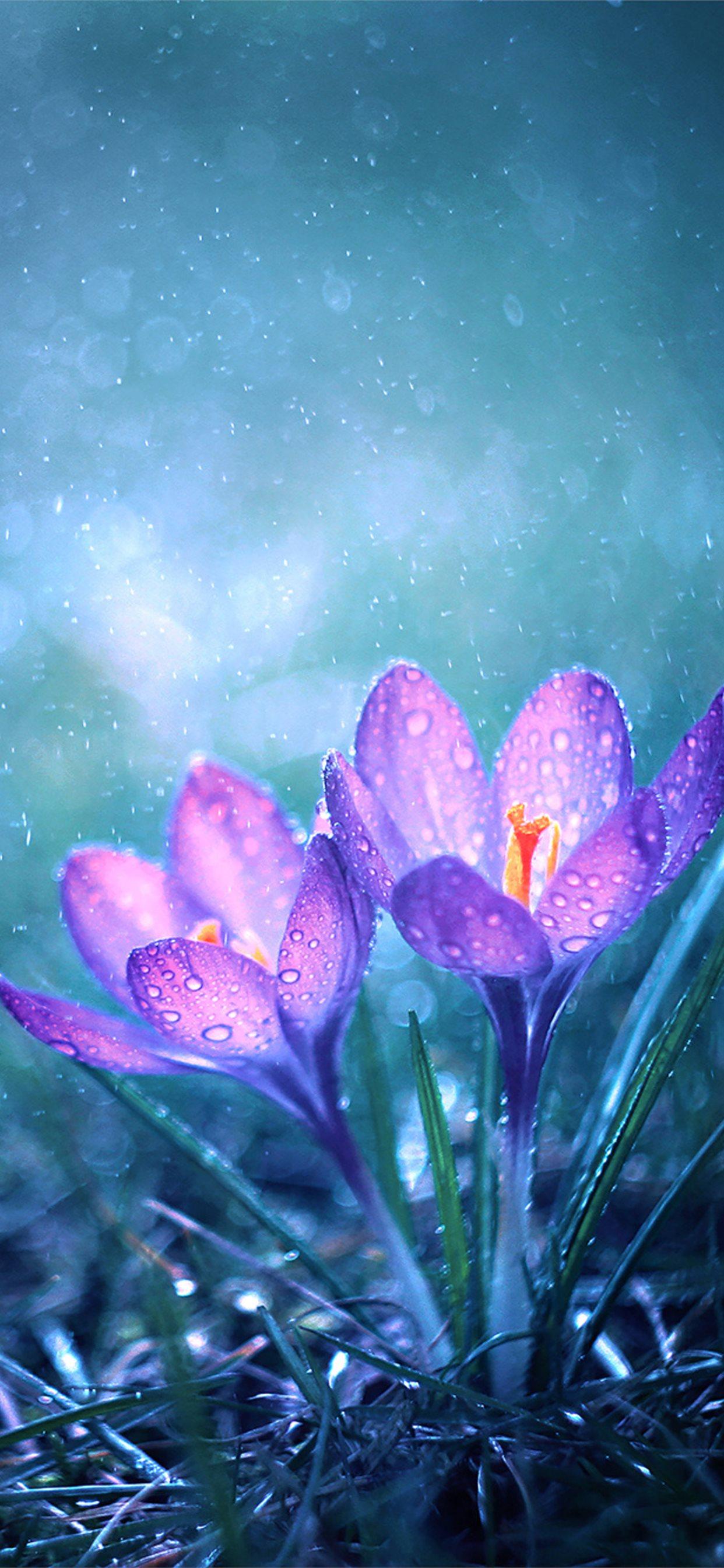 Magical Spring Wallpapers - Top Free Magical Spring Backgrounds ...