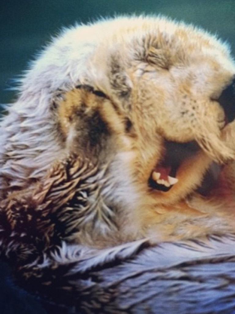 Cartoon Otter Wallpapers - Top Free Cartoon Otter Backgrounds ...