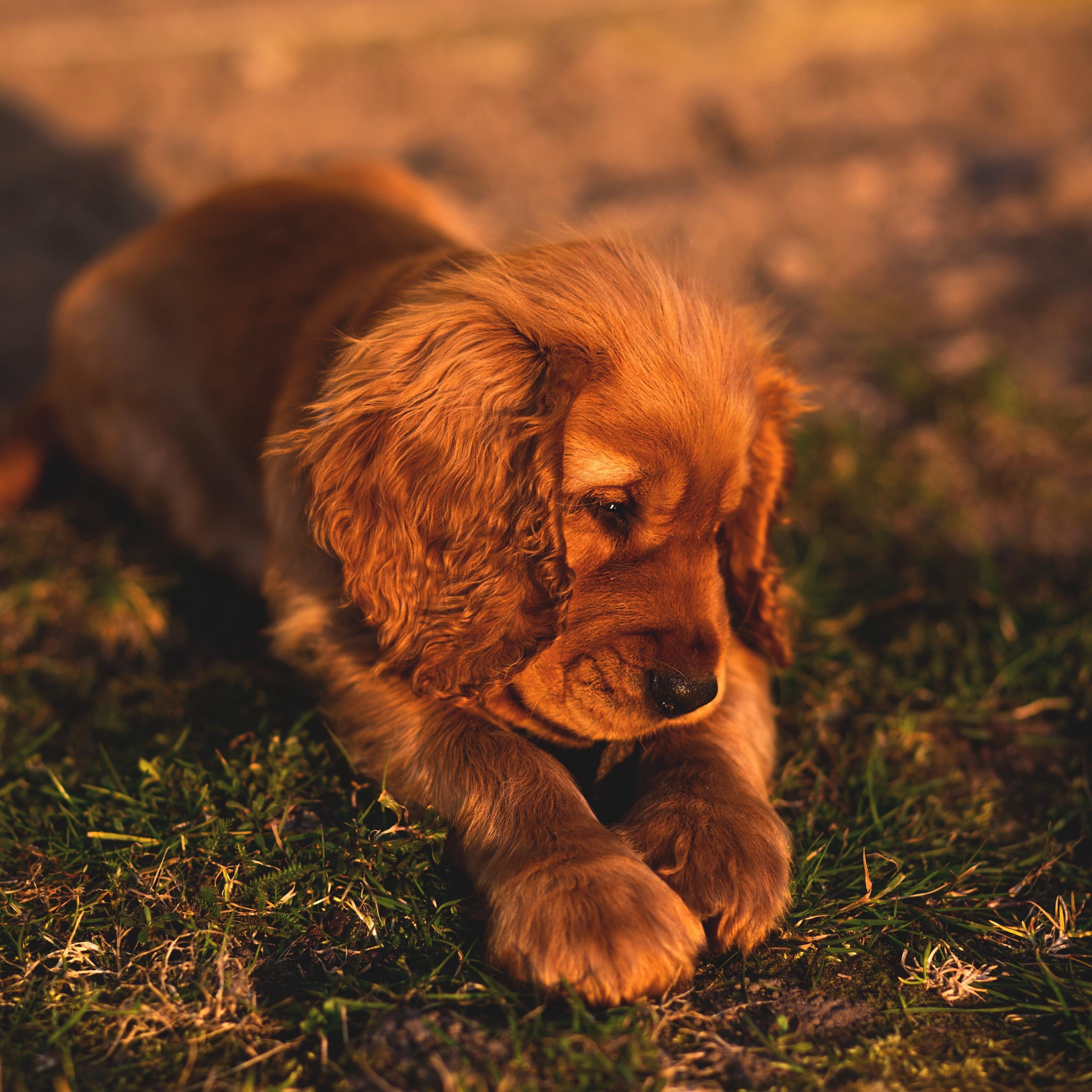 English Cocker Spaniel Wallpapers - Top Free English Cocker Spaniel ...