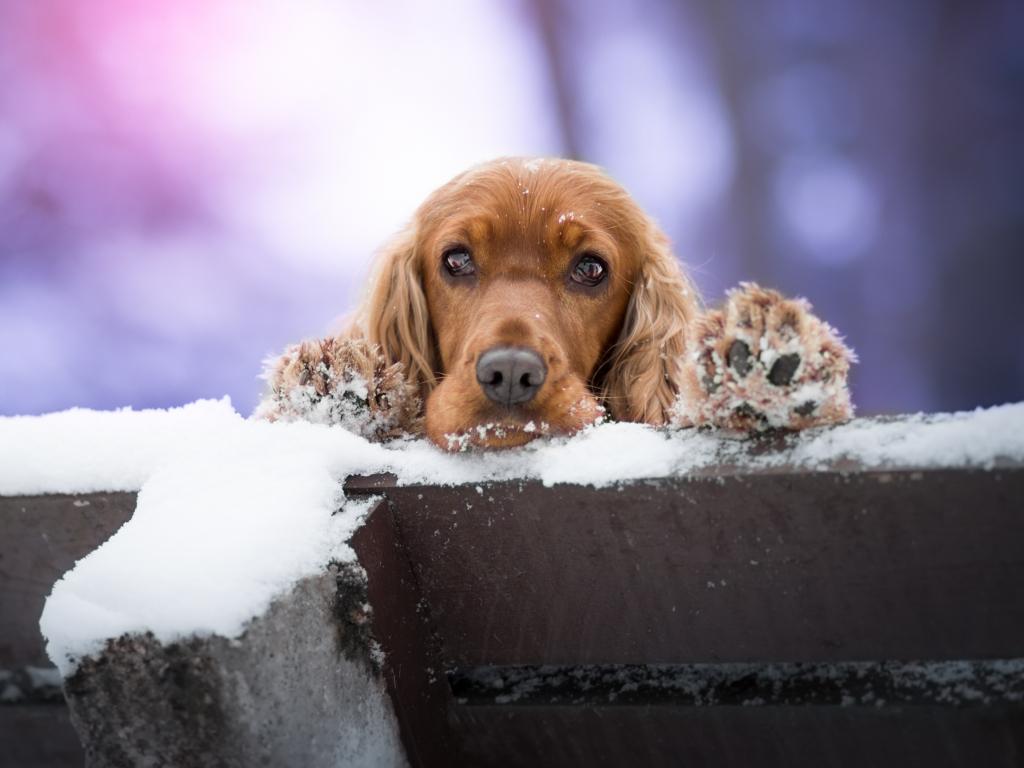 English Cocker Spaniel Wallpapers - Top Free English Cocker Spaniel ...