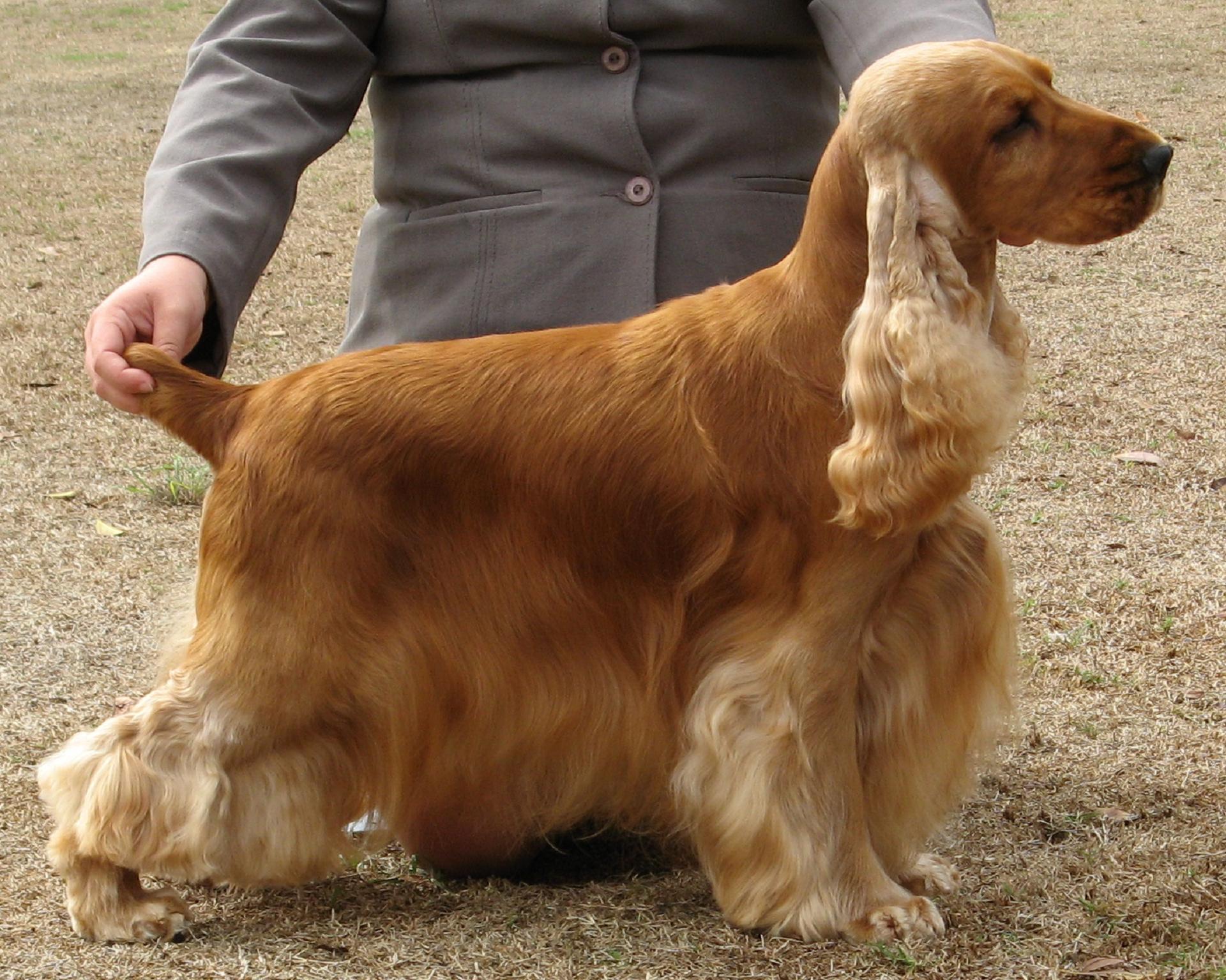 English Cocker Spaniel Wallpapers - Top Free English Cocker Spaniel ...