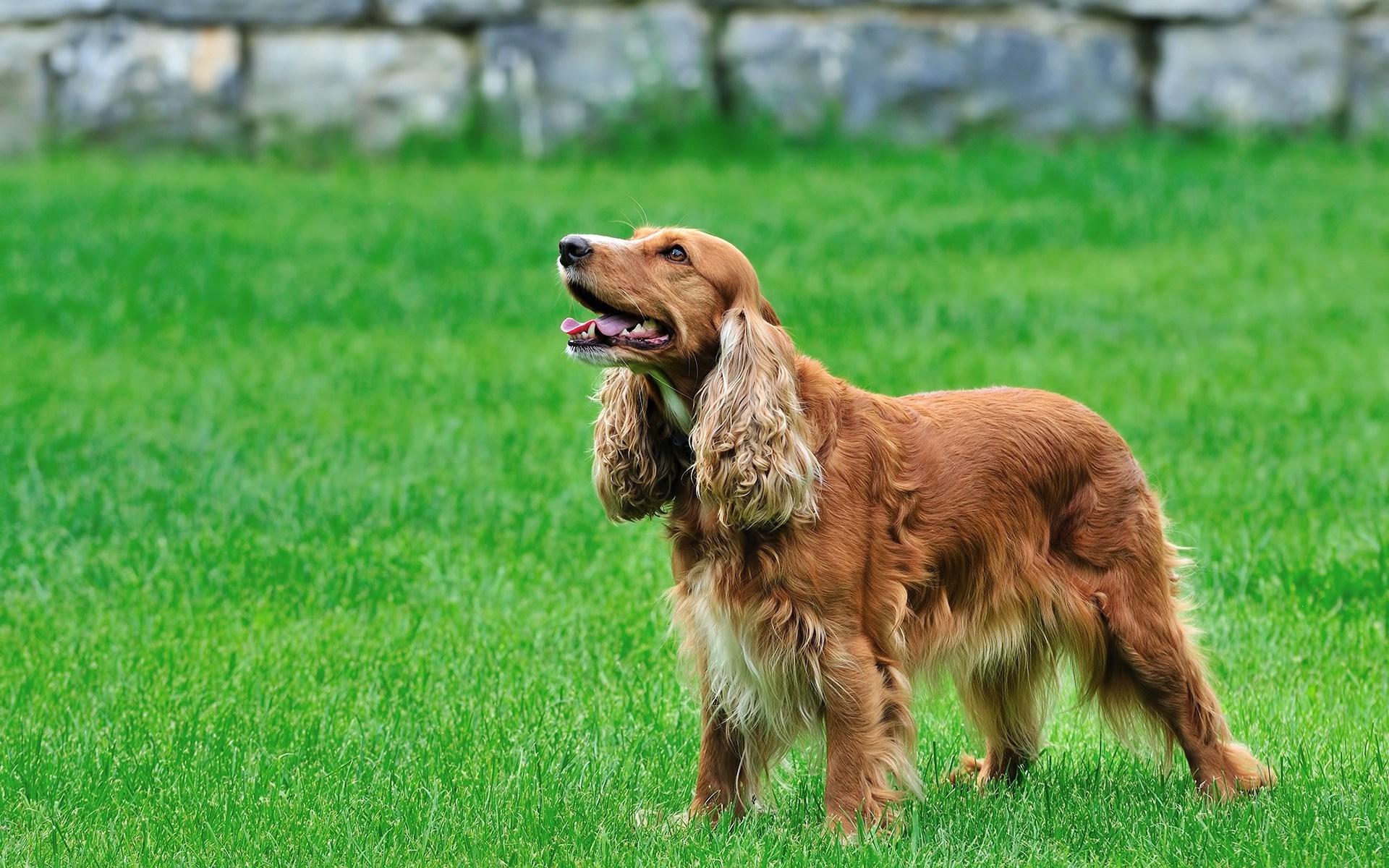 English Cocker Spaniel Wallpapers - Top Free English Cocker Spaniel ...