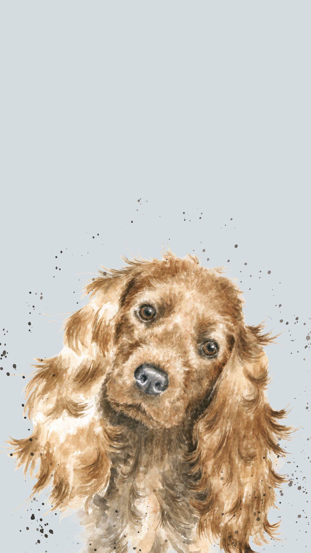 English Cocker Spaniel Wallpapers - Top Free English Cocker Spaniel ...