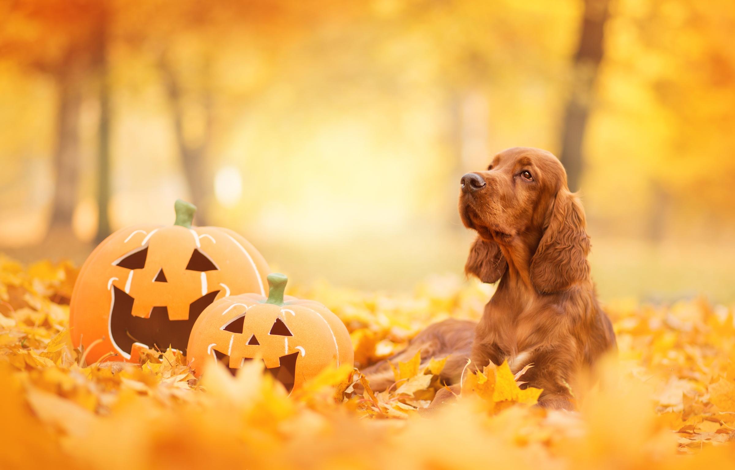 English Cocker Spaniel Wallpapers - Top Free English Cocker Spaniel ...