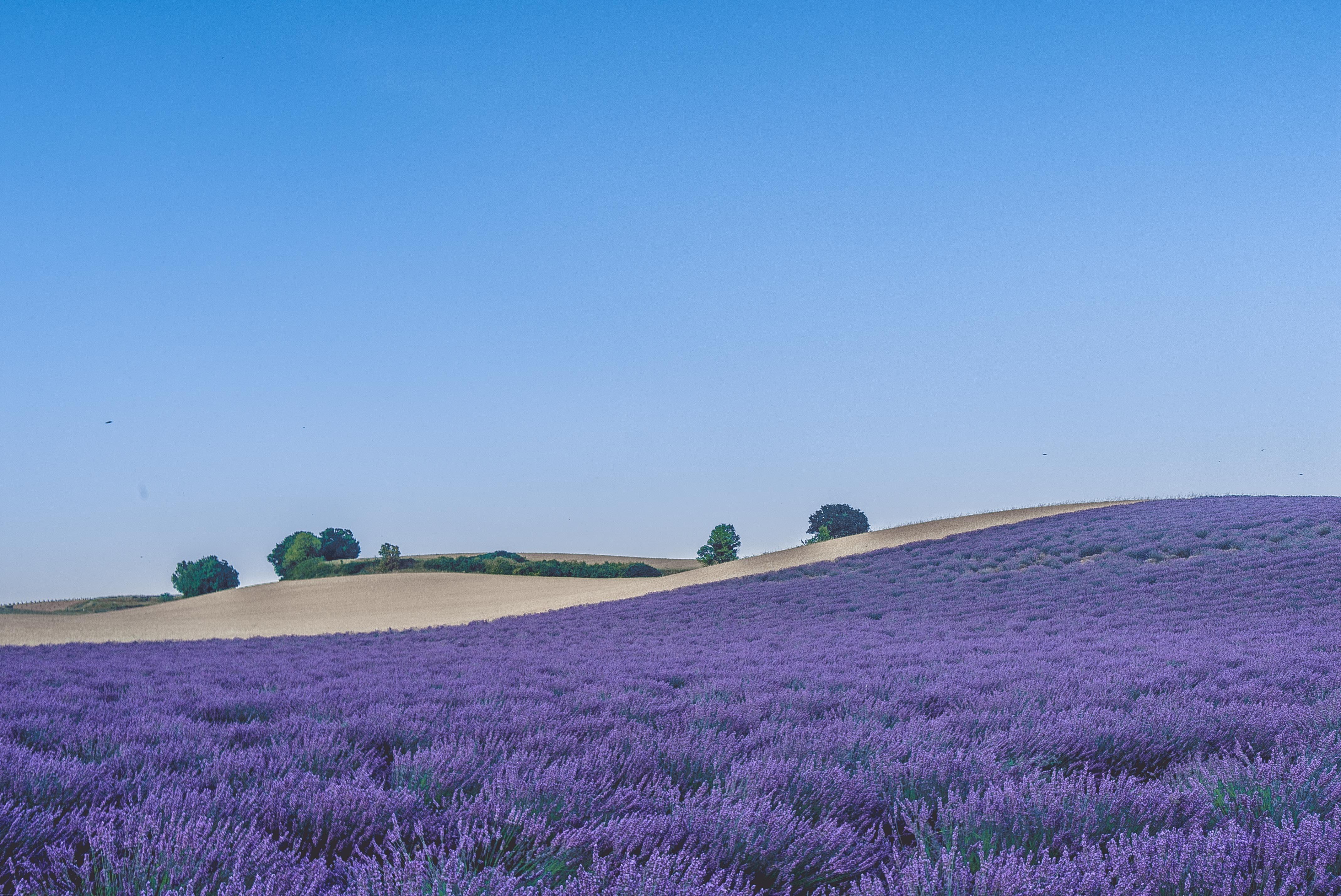 Lavender France Wallpapers - Top Free Lavender France Backgrounds ...
