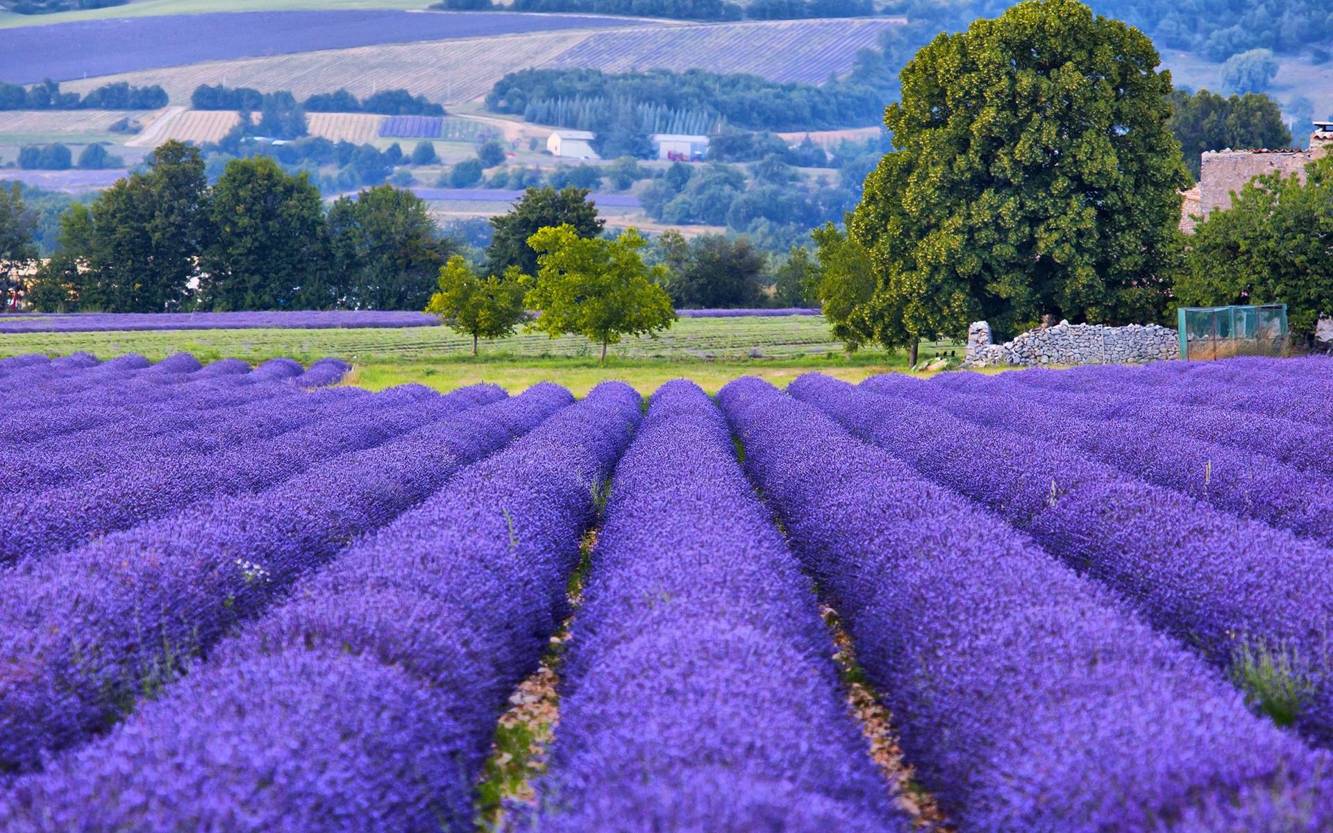 Lavender France Wallpapers - Top Free Lavender France Backgrounds ...