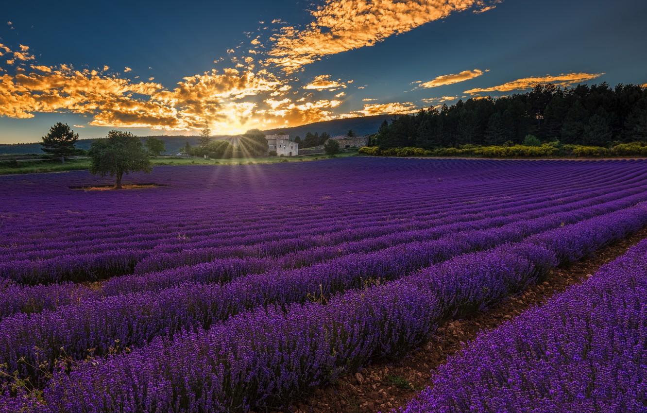 Lavender France Wallpapers - Top Free Lavender France Backgrounds ...