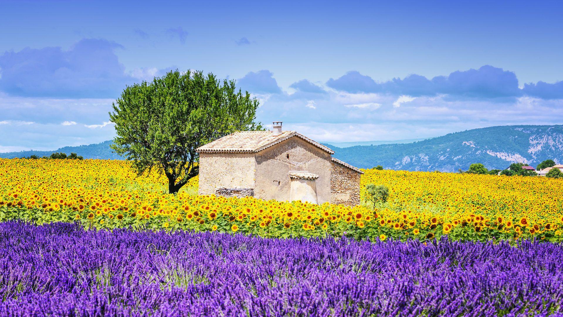 Lavender France Wallpapers - Top Free Lavender France Backgrounds ...