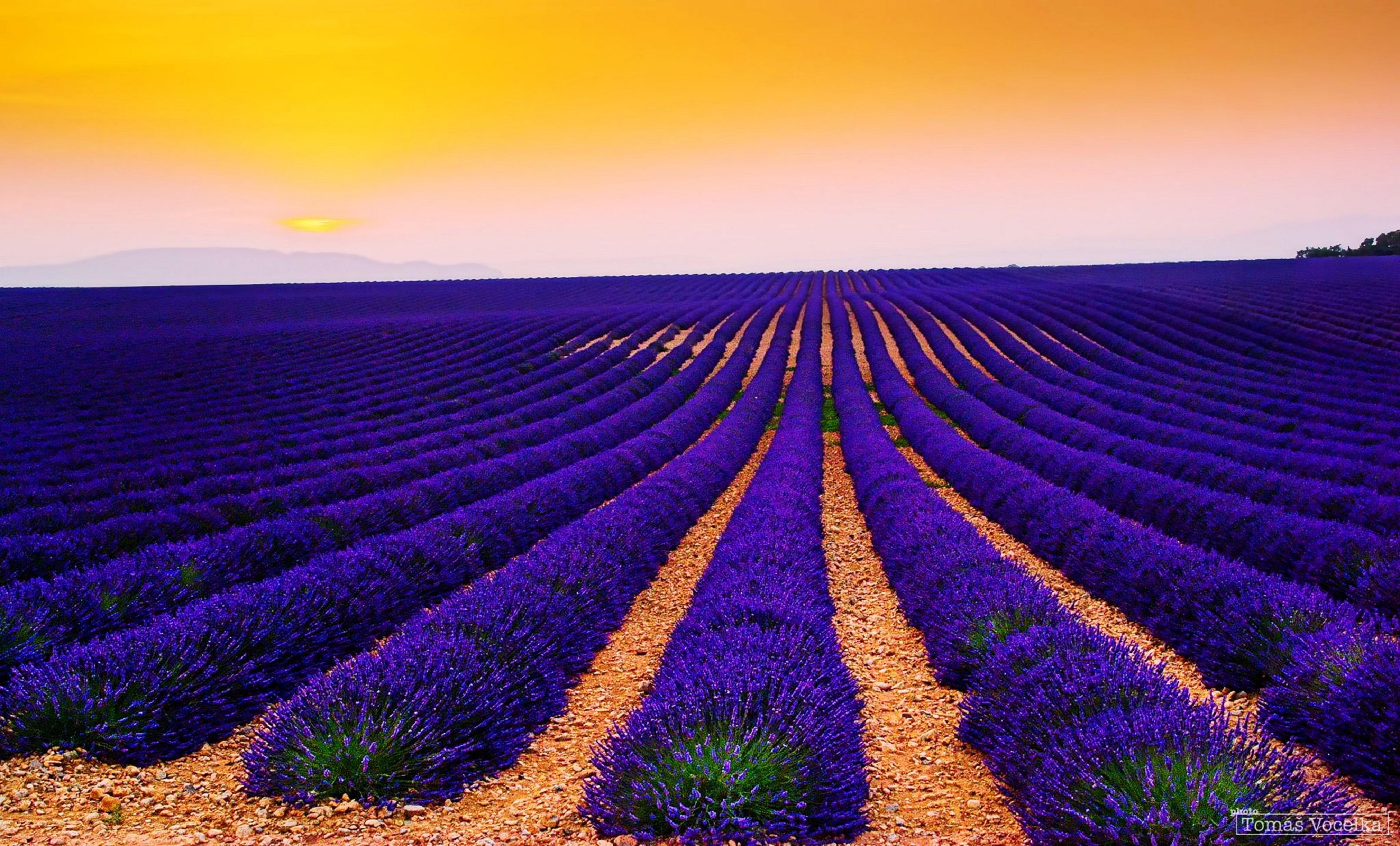 Lavender France Wallpapers - Top Free Lavender France Backgrounds ...