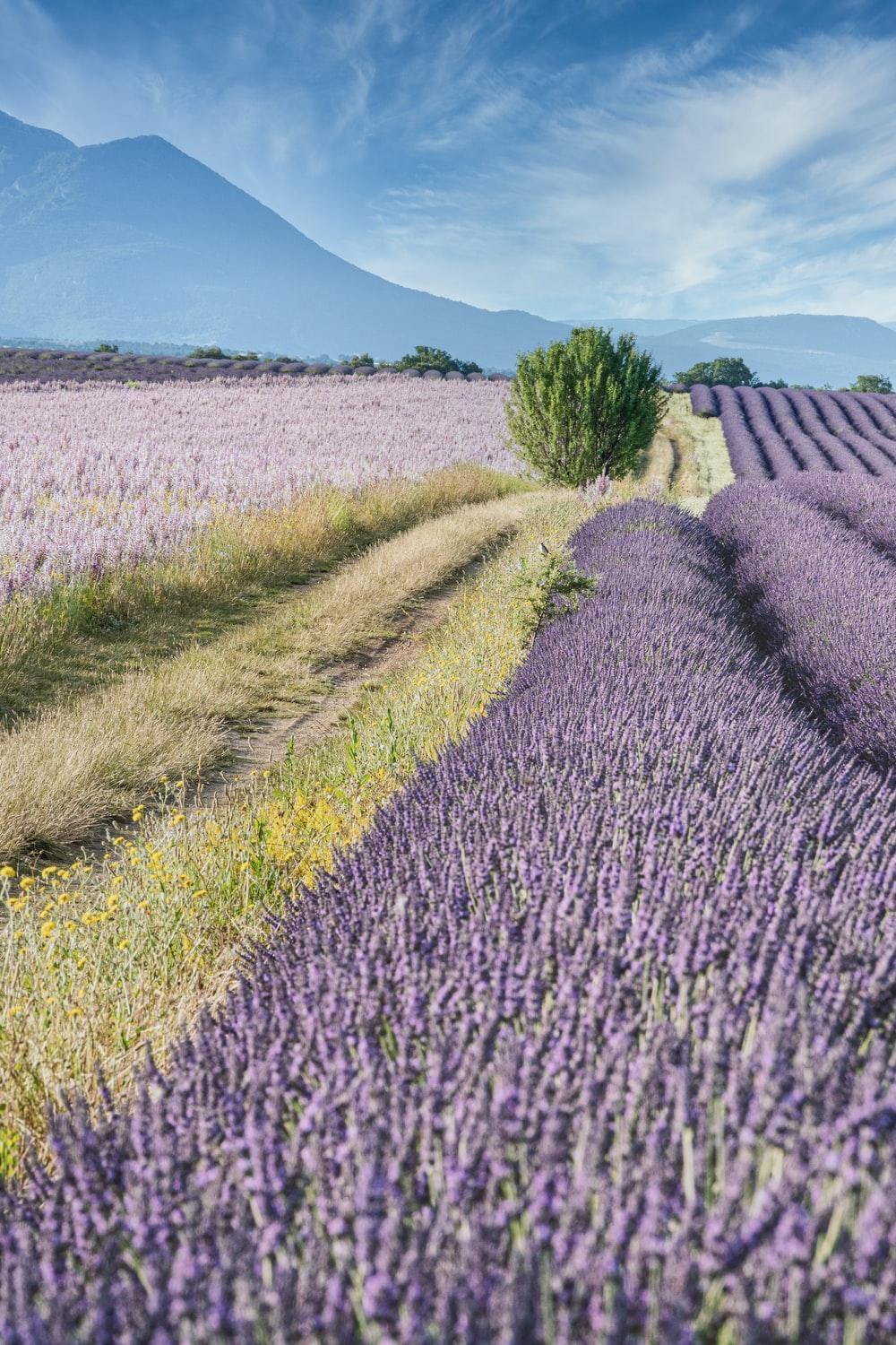 Lavender France Wallpapers - Top Free Lavender France Backgrounds ...