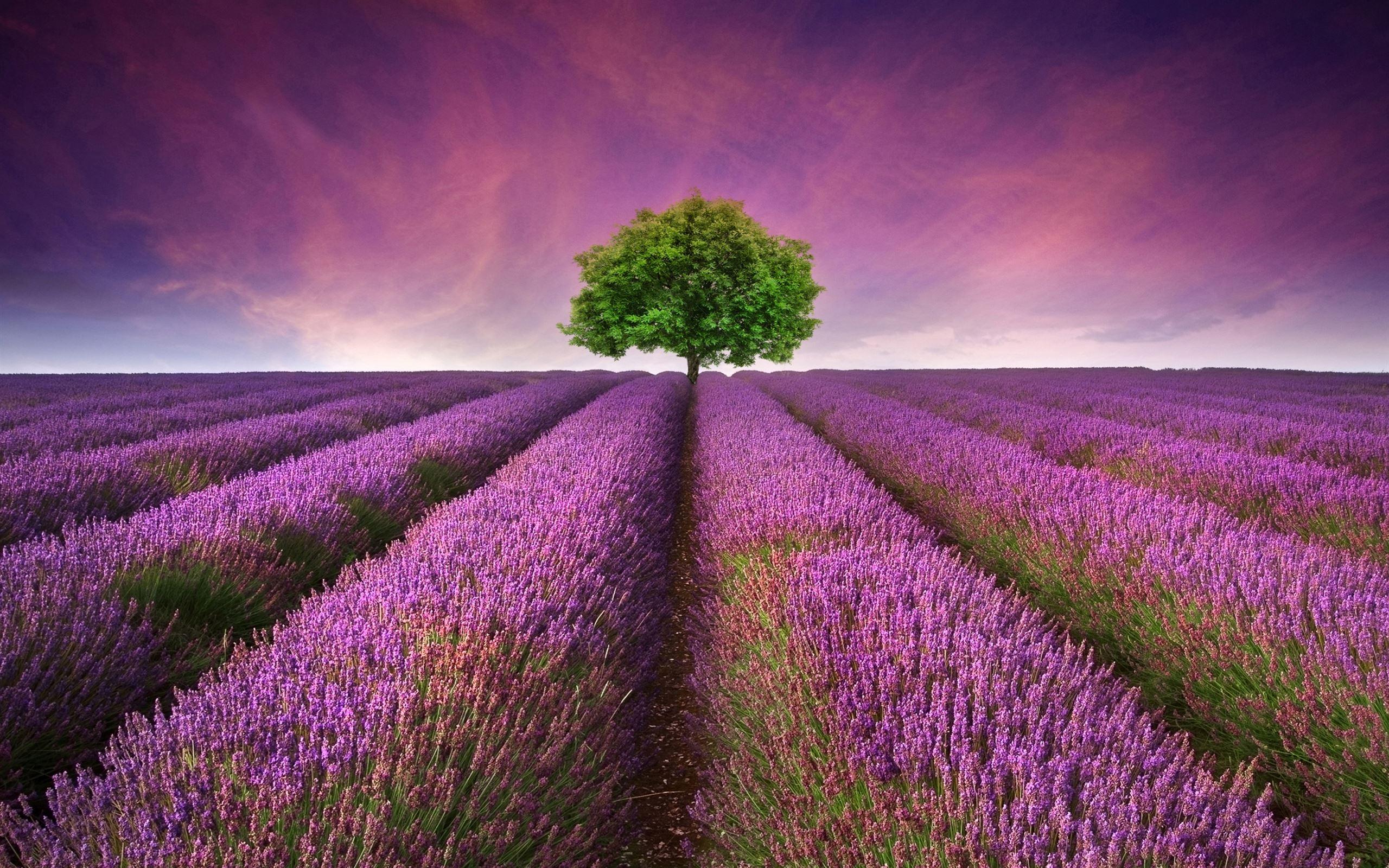Lavender France Wallpapers - Top Free Lavender France Backgrounds ...