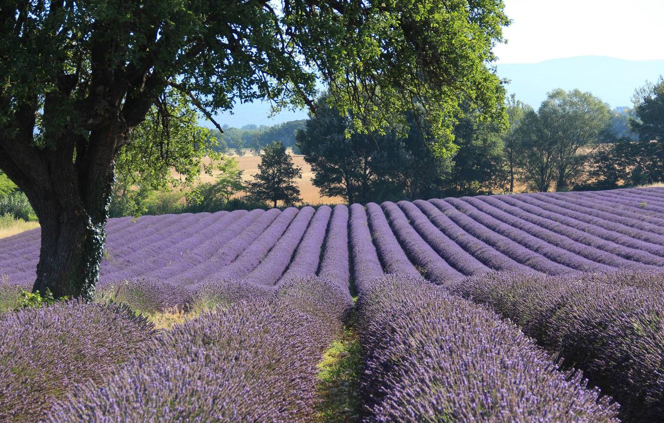 Lavender France Wallpapers - Top Free Lavender France Backgrounds ...