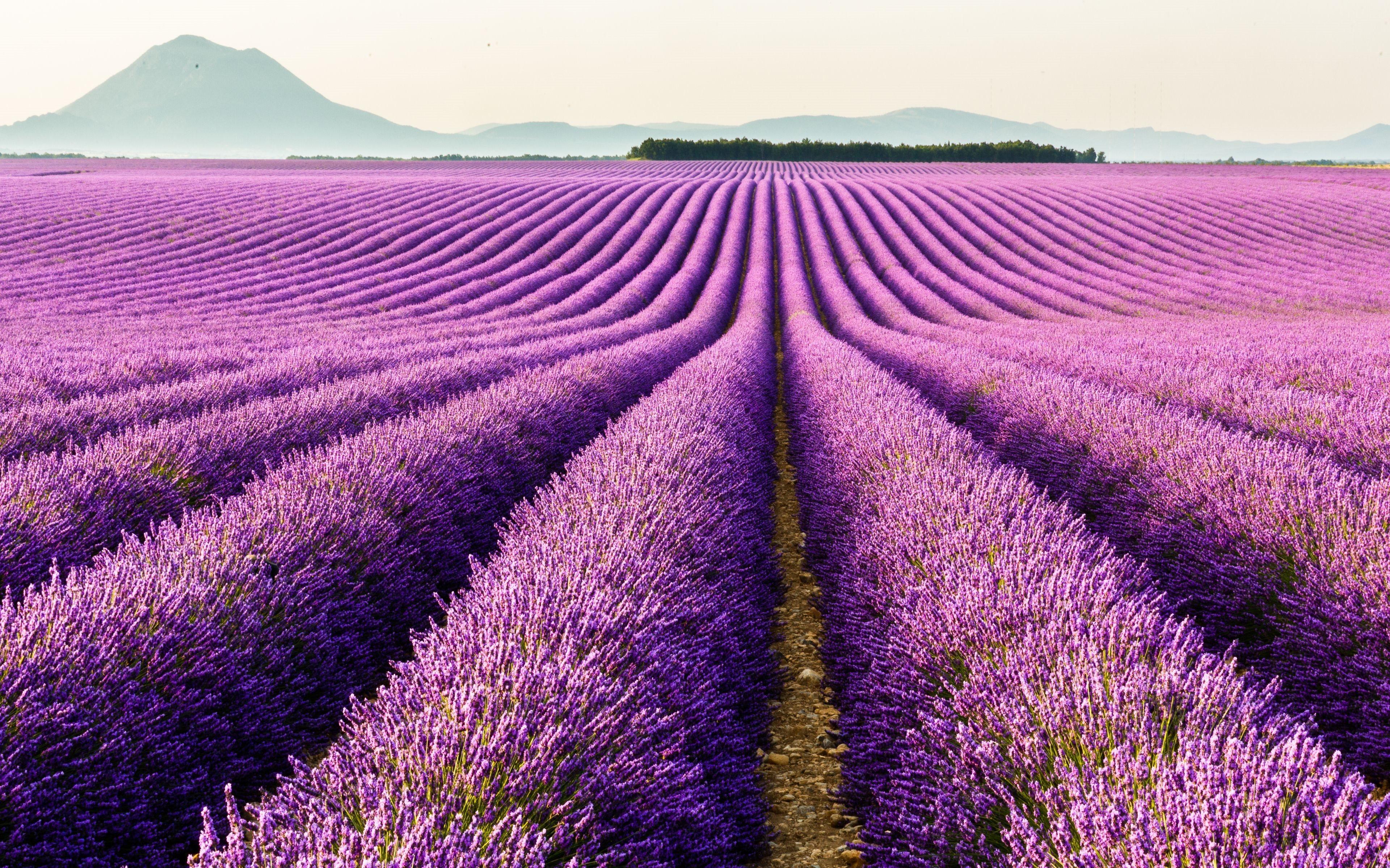 Lavender France Wallpapers - Top Free Lavender France Backgrounds ...