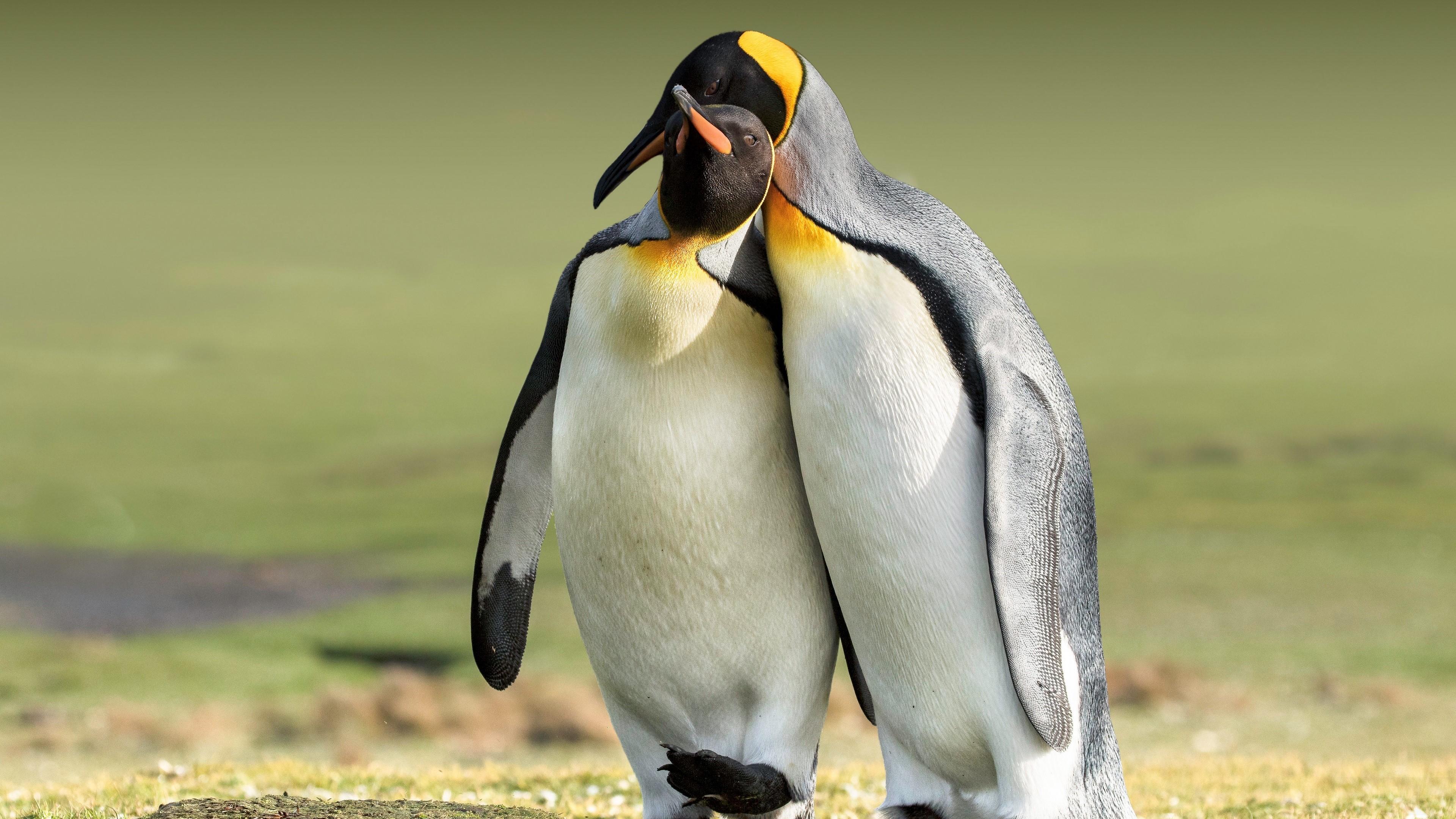 4K Penguin Wallpapers - Top Free 4K Penguin Backgrounds - WallpaperAccess