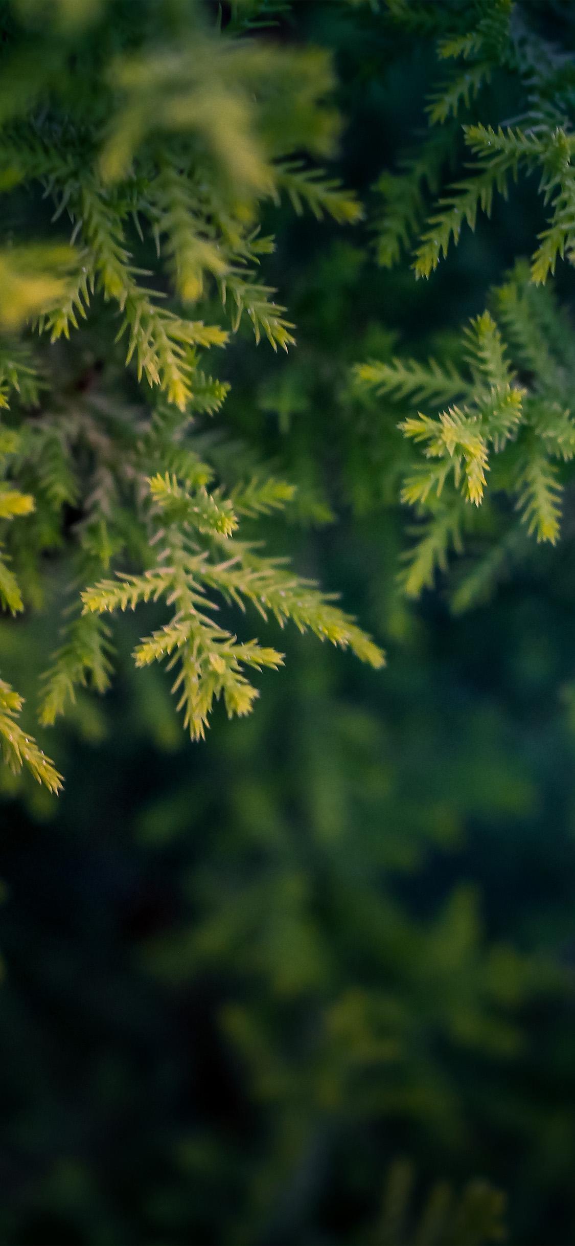 Nature Bokeh Wallpapers - Top Free Nature Bokeh Backgrounds ...