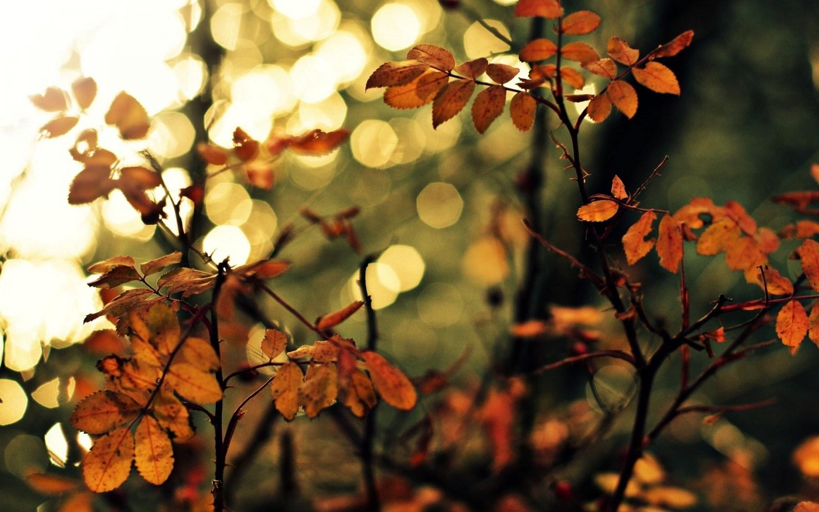 Nature Bokeh Wallpapers - Top Free Nature Bokeh Backgrounds ...