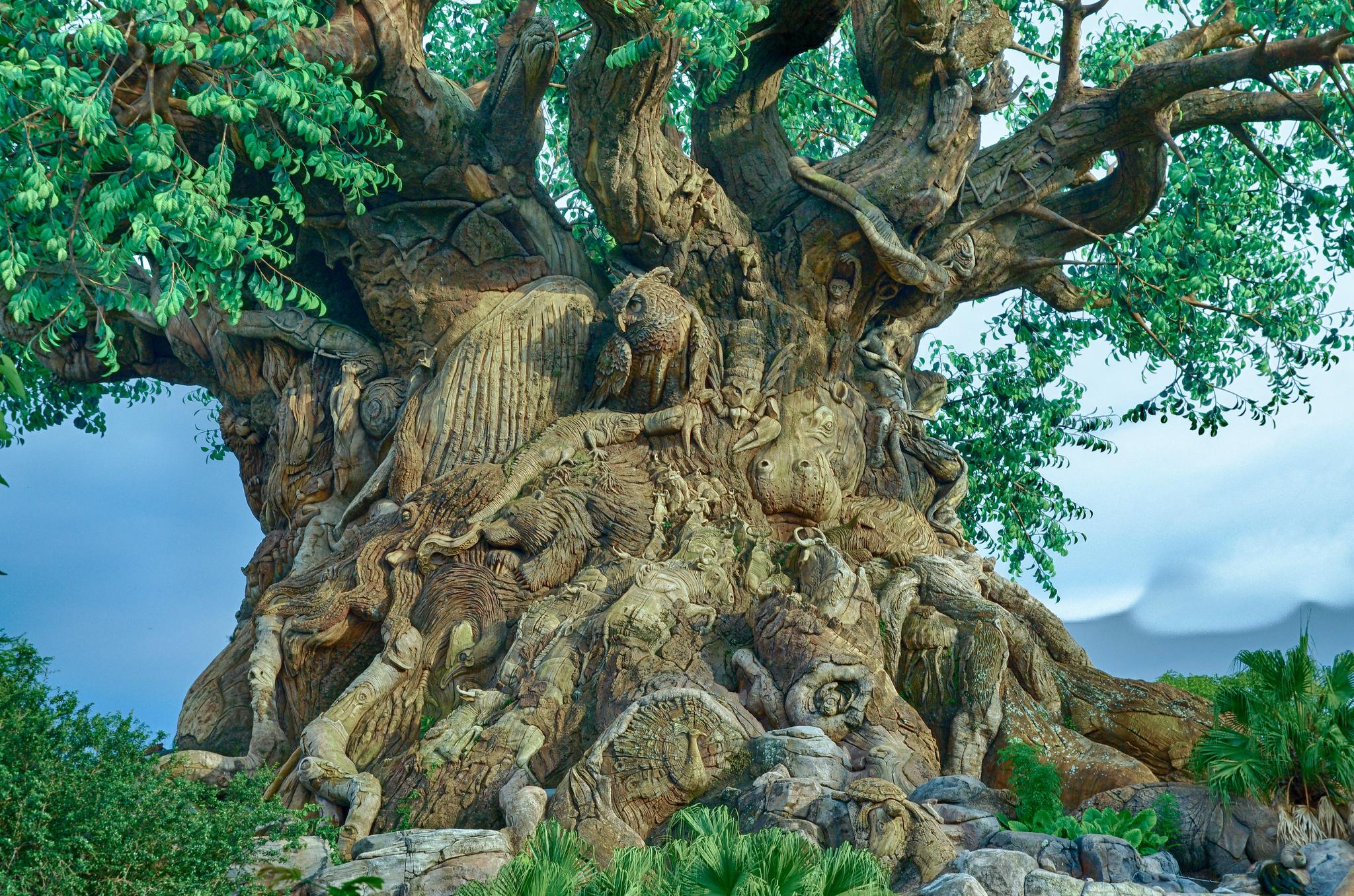 Amazing Tree Wallpapers - Top Free Amazing Tree Backgrounds ...