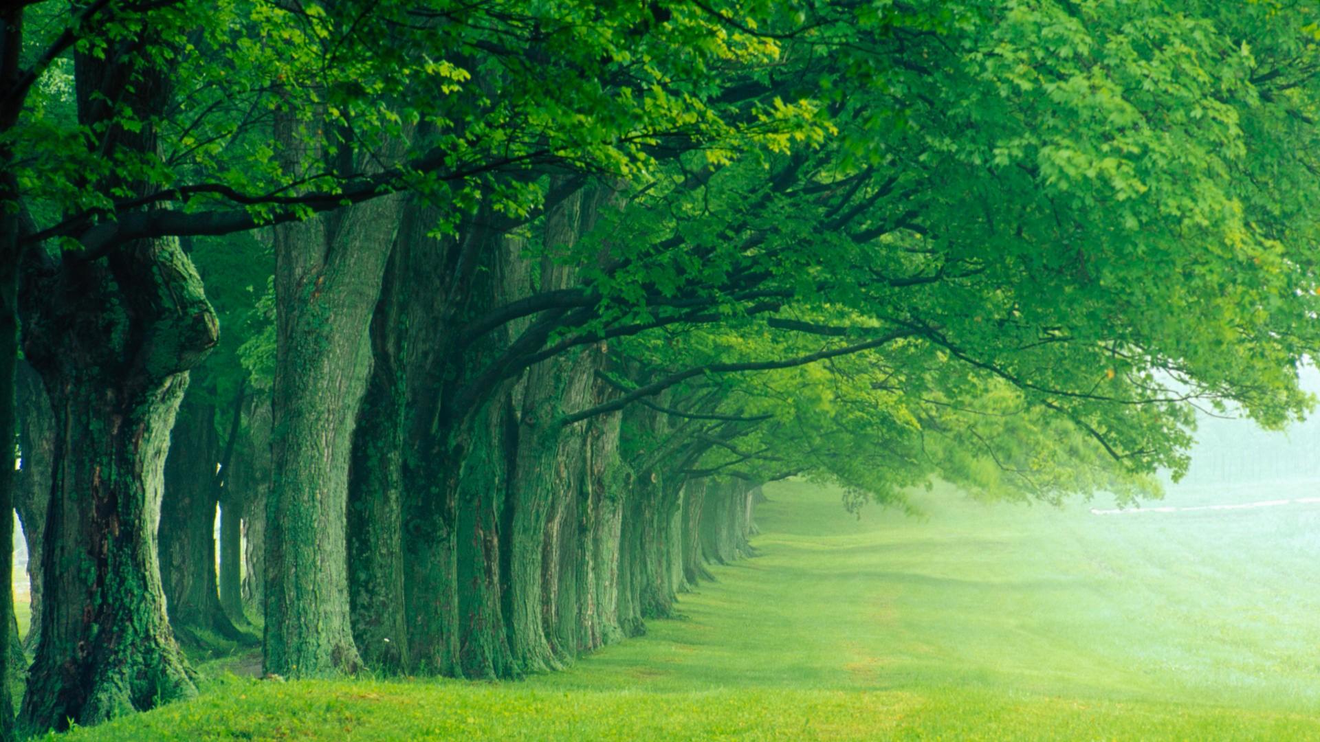 Amazing Tree Wallpapers - Top Free Amazing Tree Backgrounds ...