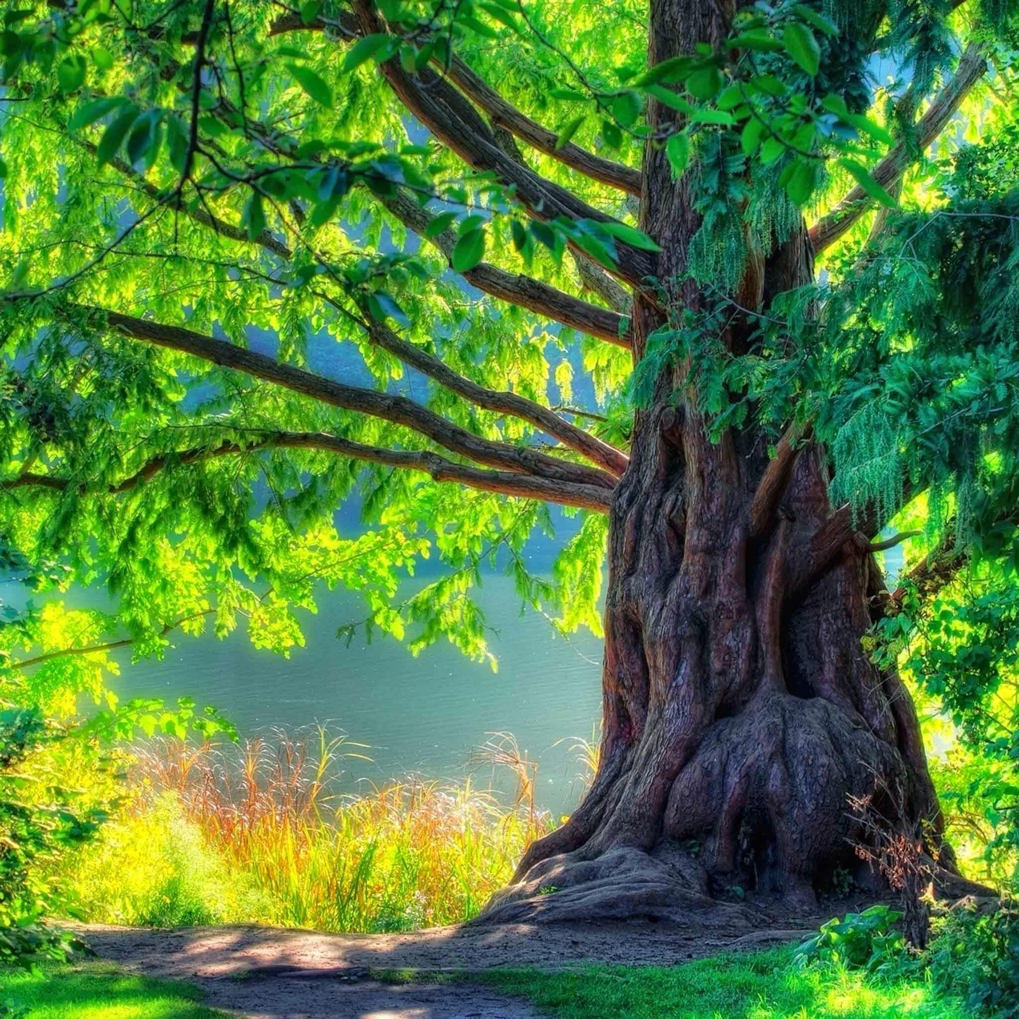 Amazing Tree Wallpapers - Top Free Amazing Tree Backgrounds ...