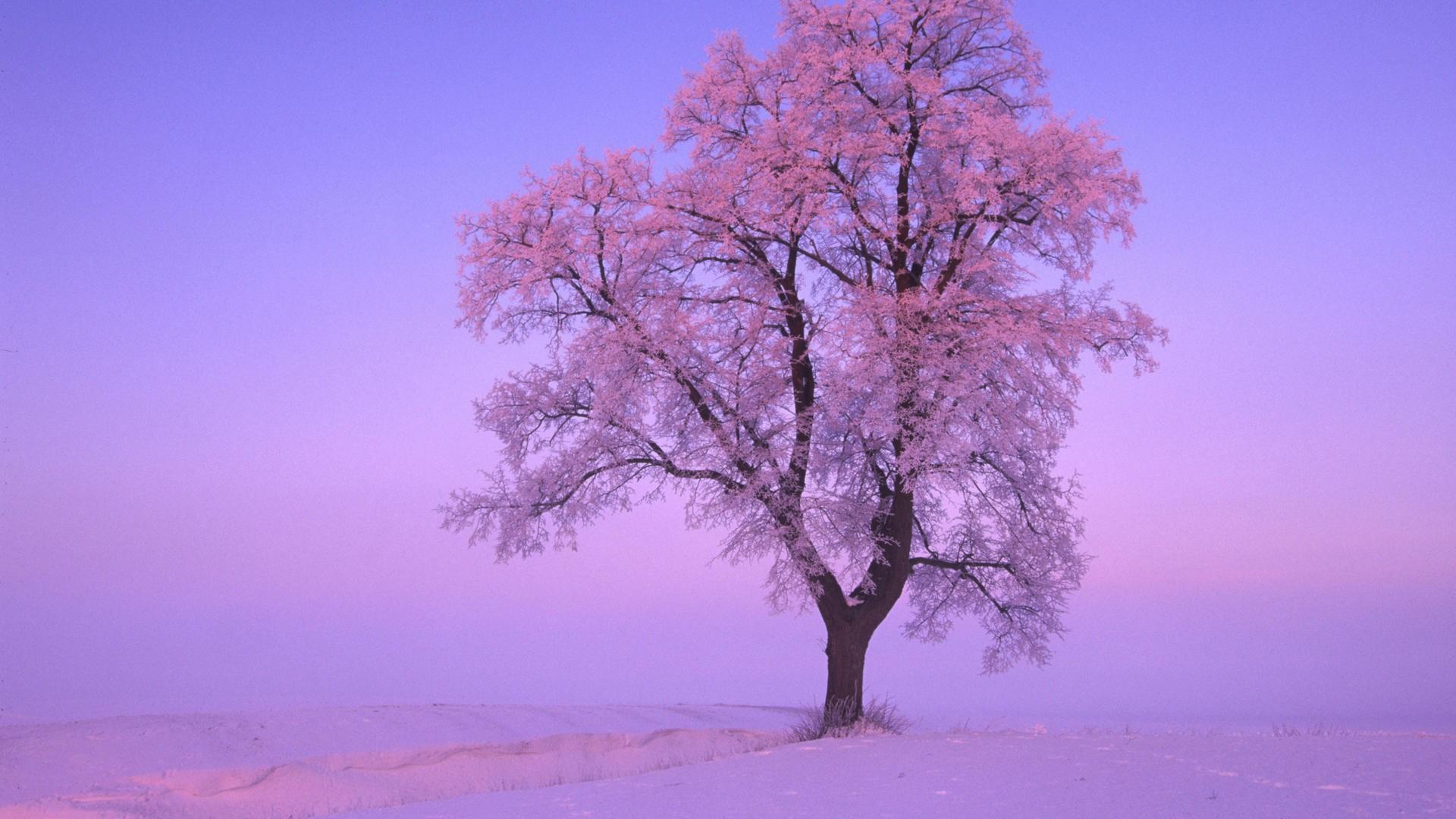 Amazing Tree Wallpapers - Top Free Amazing Tree Backgrounds ...