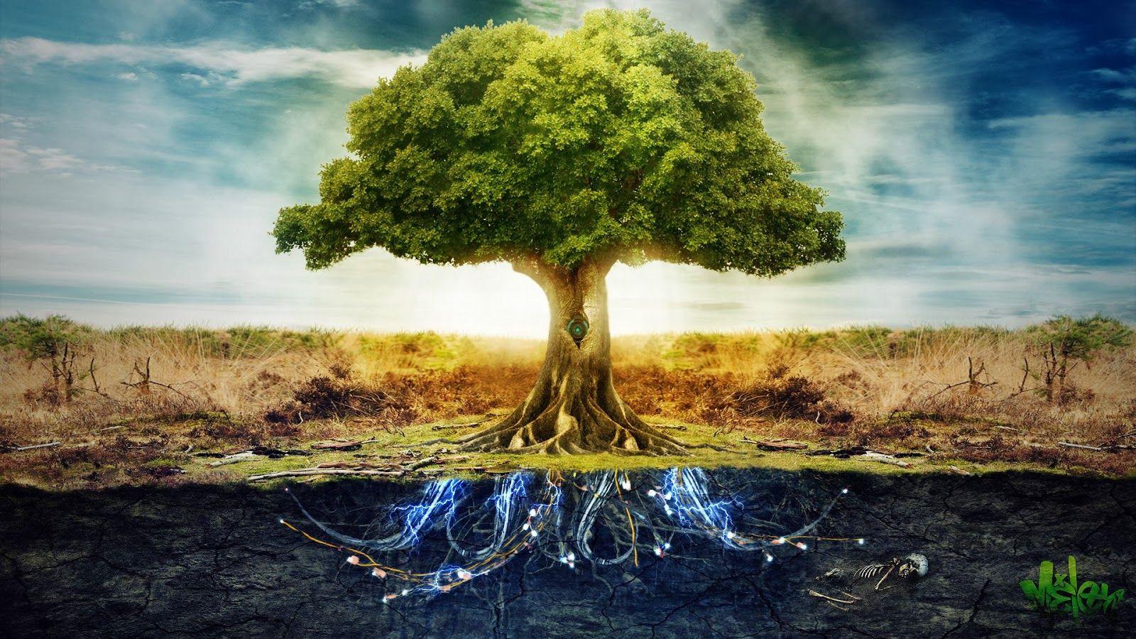 Tree Nature Wallpapers - Top Free Tree Nature Backgrounds - WallpaperAccess