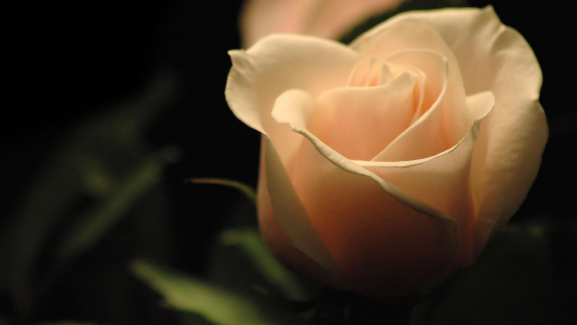 Glow Rose Wallpapers - Top Free Glow Rose Backgrounds - WallpaperAccess