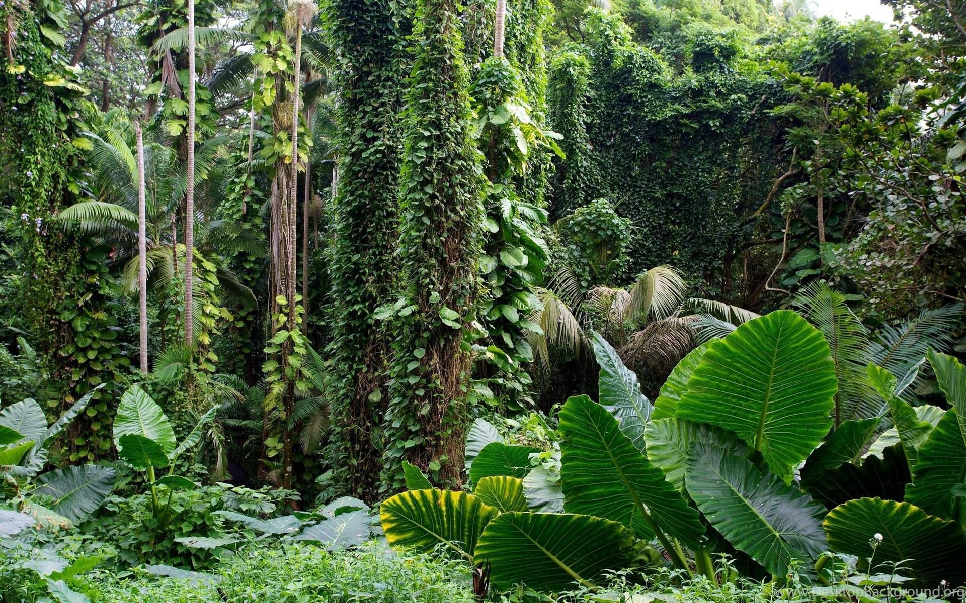 Beautiful Rain Forest Wallpapers - Top Free Beautiful Rain Forest ...