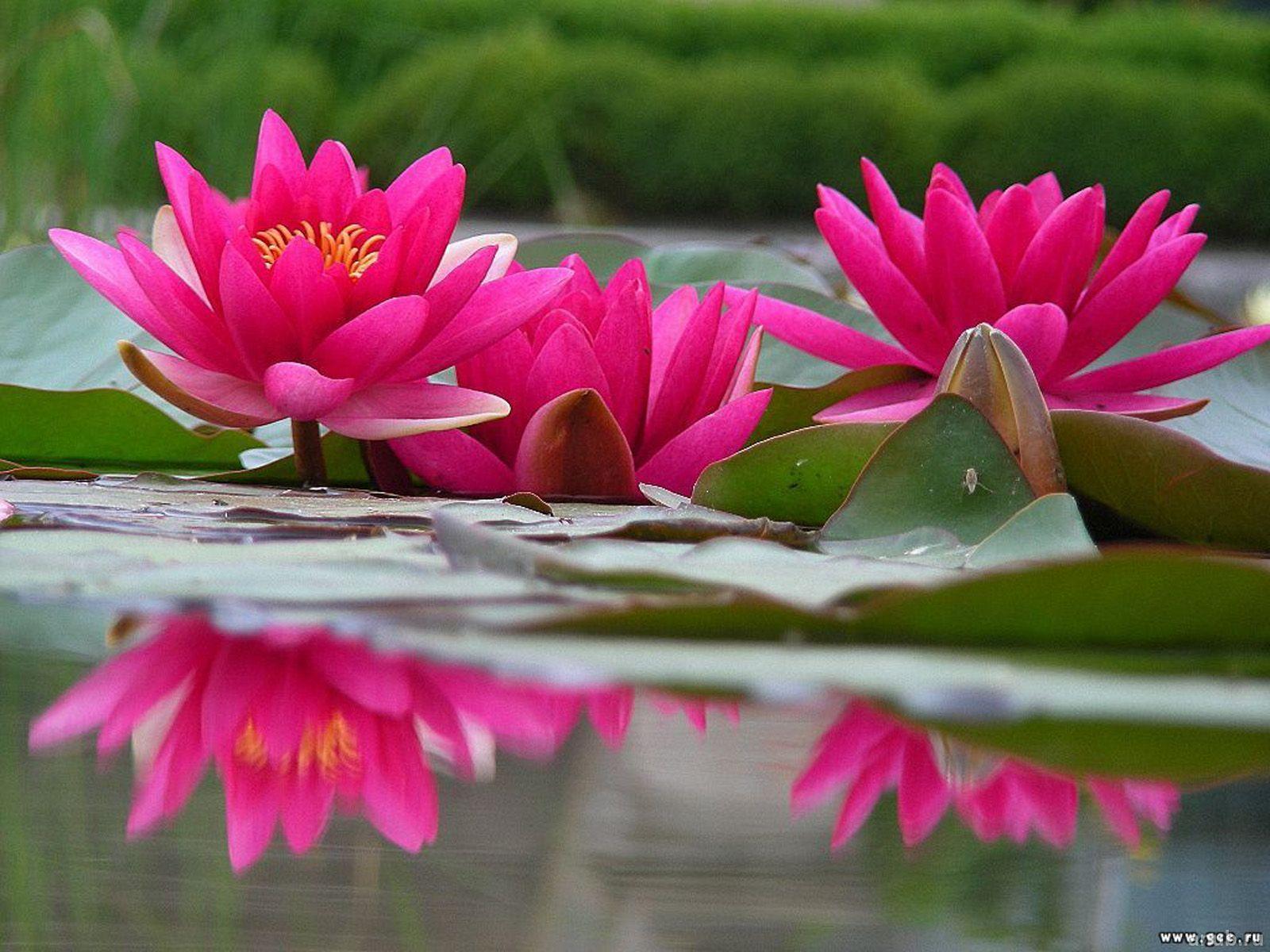 Red Lotus Flower Wallpapers - Top Free Red Lotus Flower Backgrounds ...