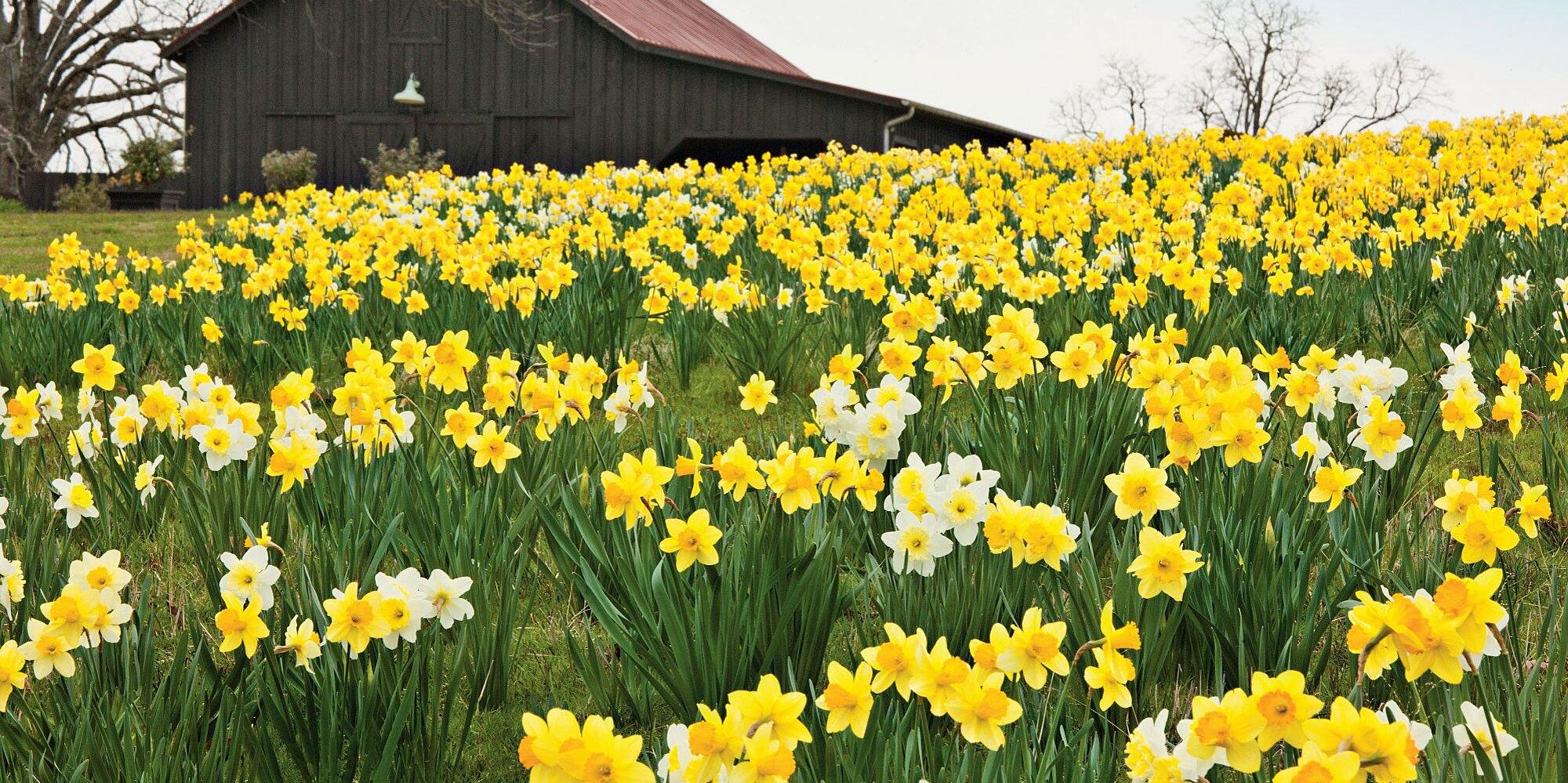 Country Spring Flowers Wallpapers - Top Free Country Spring Flowers ...