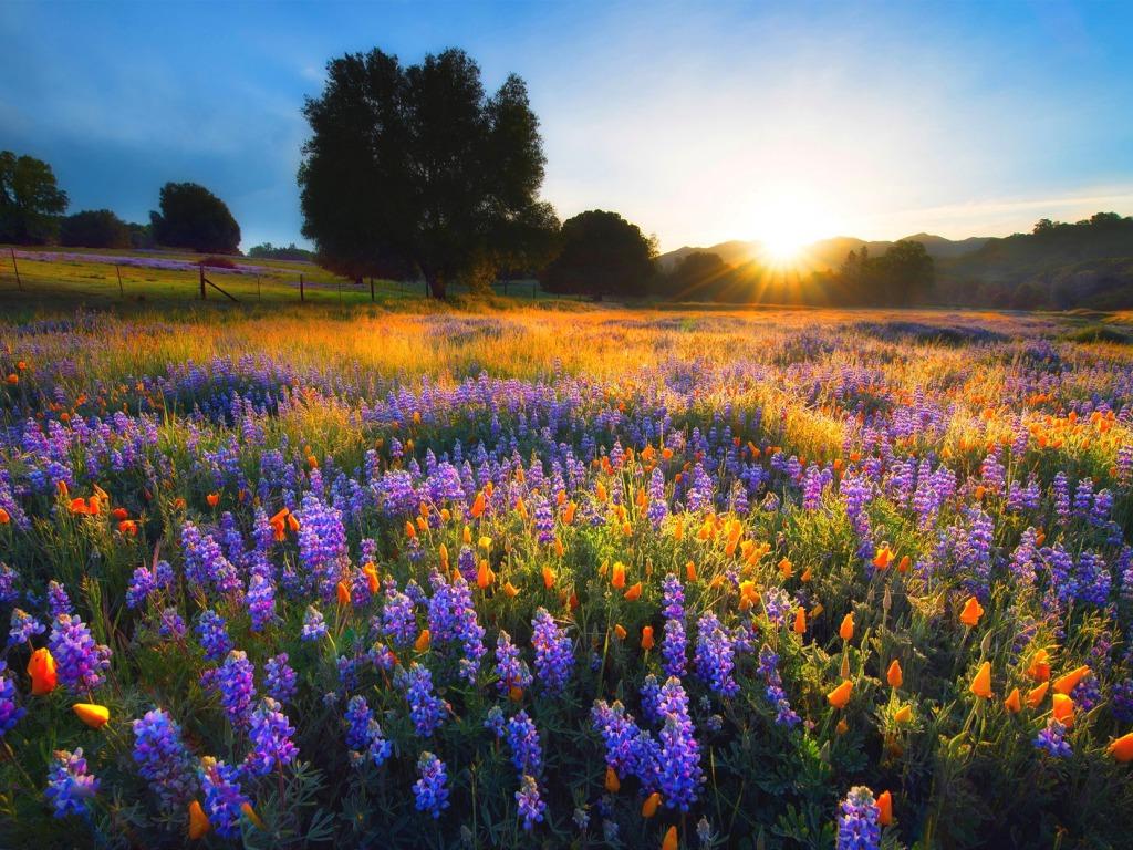 Country Spring Flowers Wallpapers - Top Free Country Spring Flowers ...