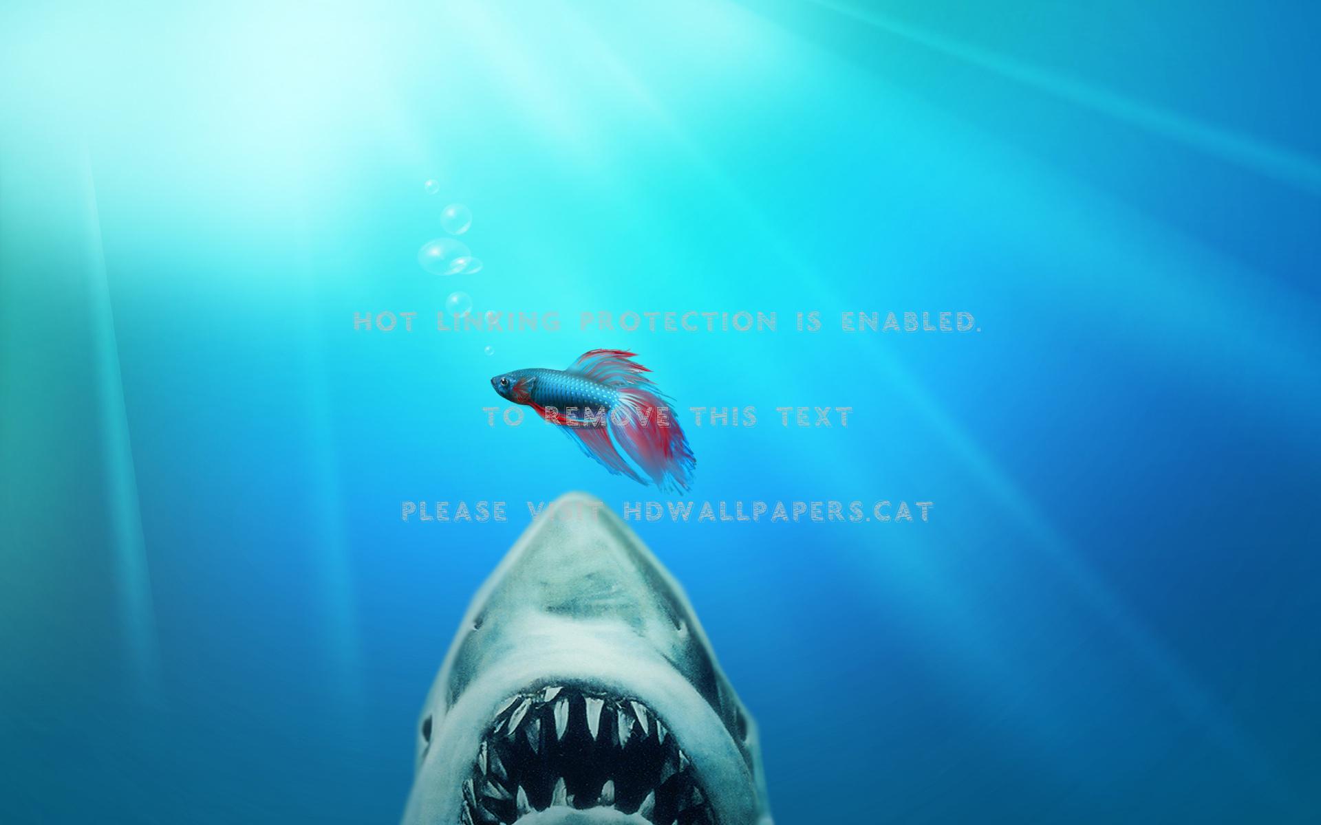 Jaws 3 Wallpapers - Top Free Jaws 3 Backgrounds - WallpaperAccess
