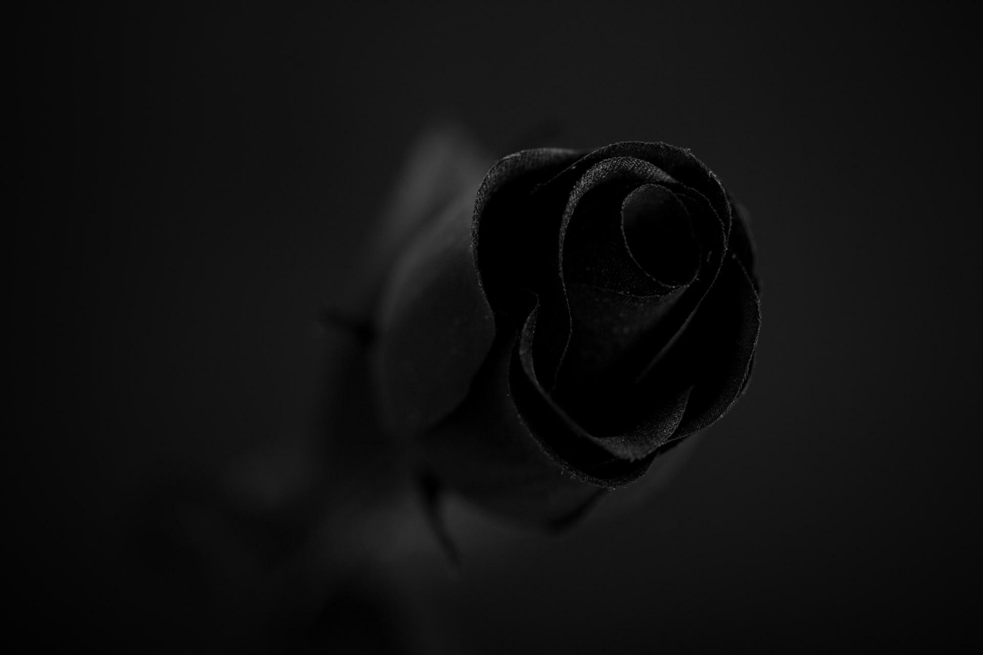 Black Roses 4K Wallpapers - Top Free Black Roses 4K Backgrounds ...