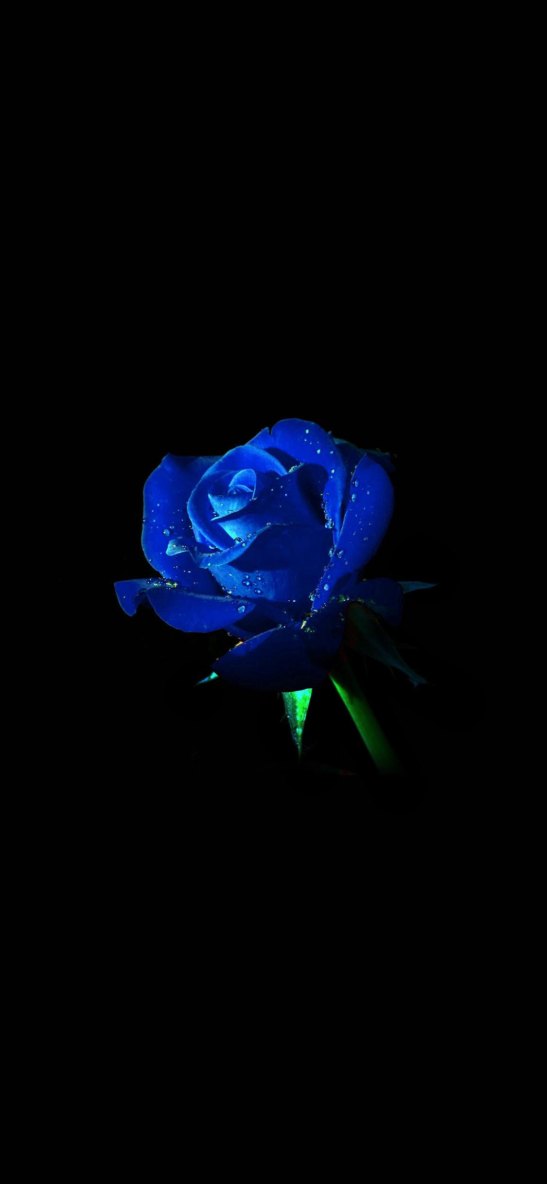 Black Roses 4K Wallpapers - Top Free Black Roses 4K Backgrounds ...