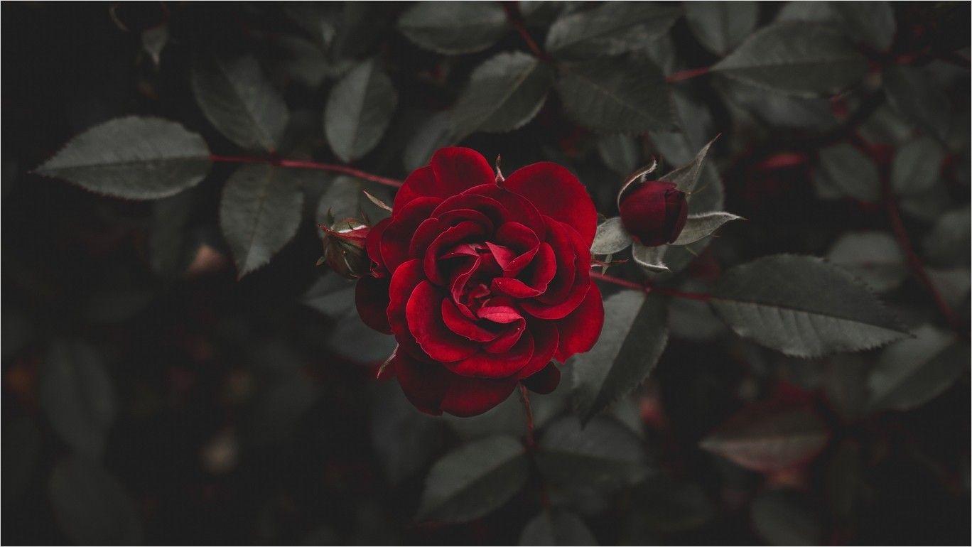 Black Roses 4K Wallpapers - Top Free Black Roses 4K Backgrounds ...