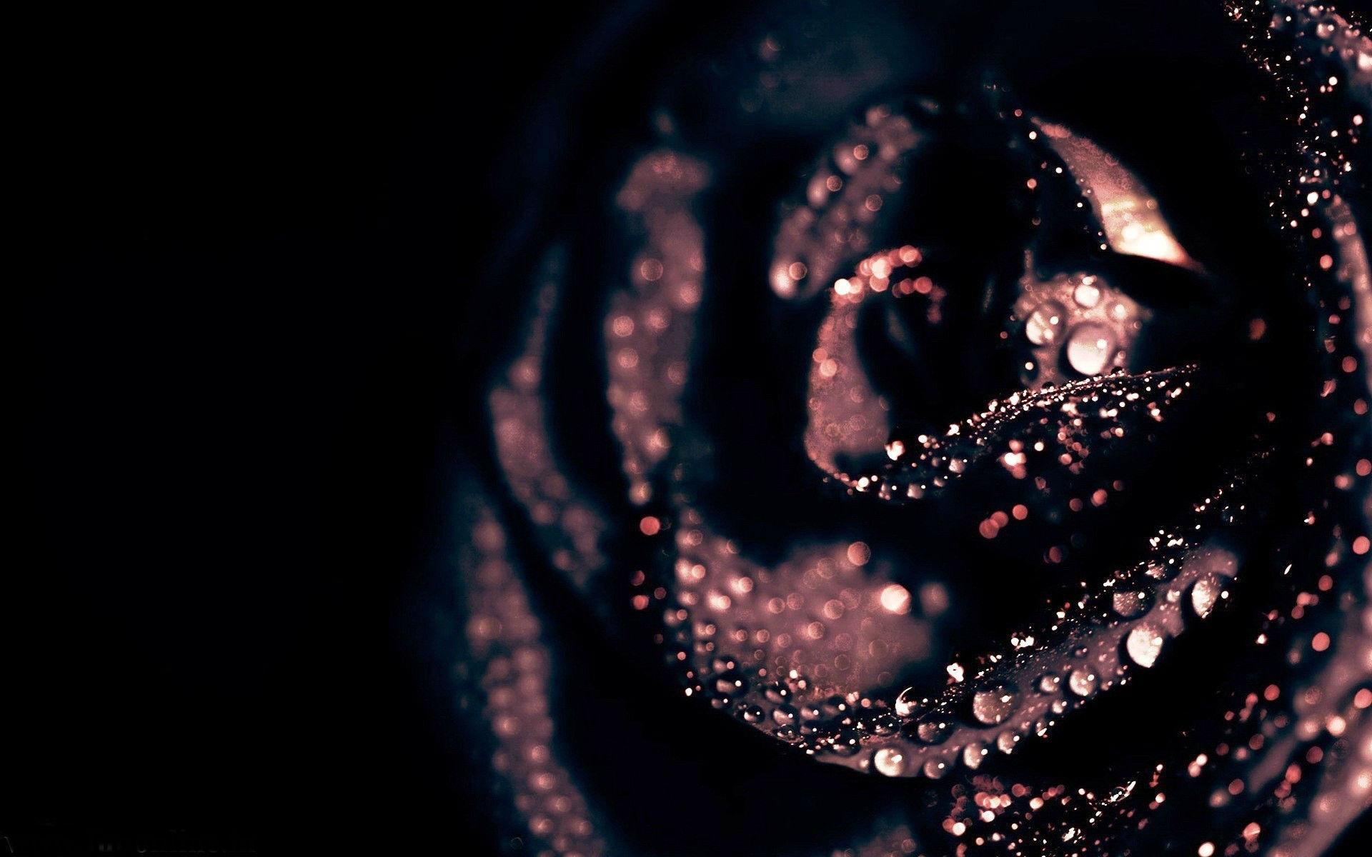 Black Roses 4K Wallpapers - Top Free Black Roses 4K Backgrounds ...
