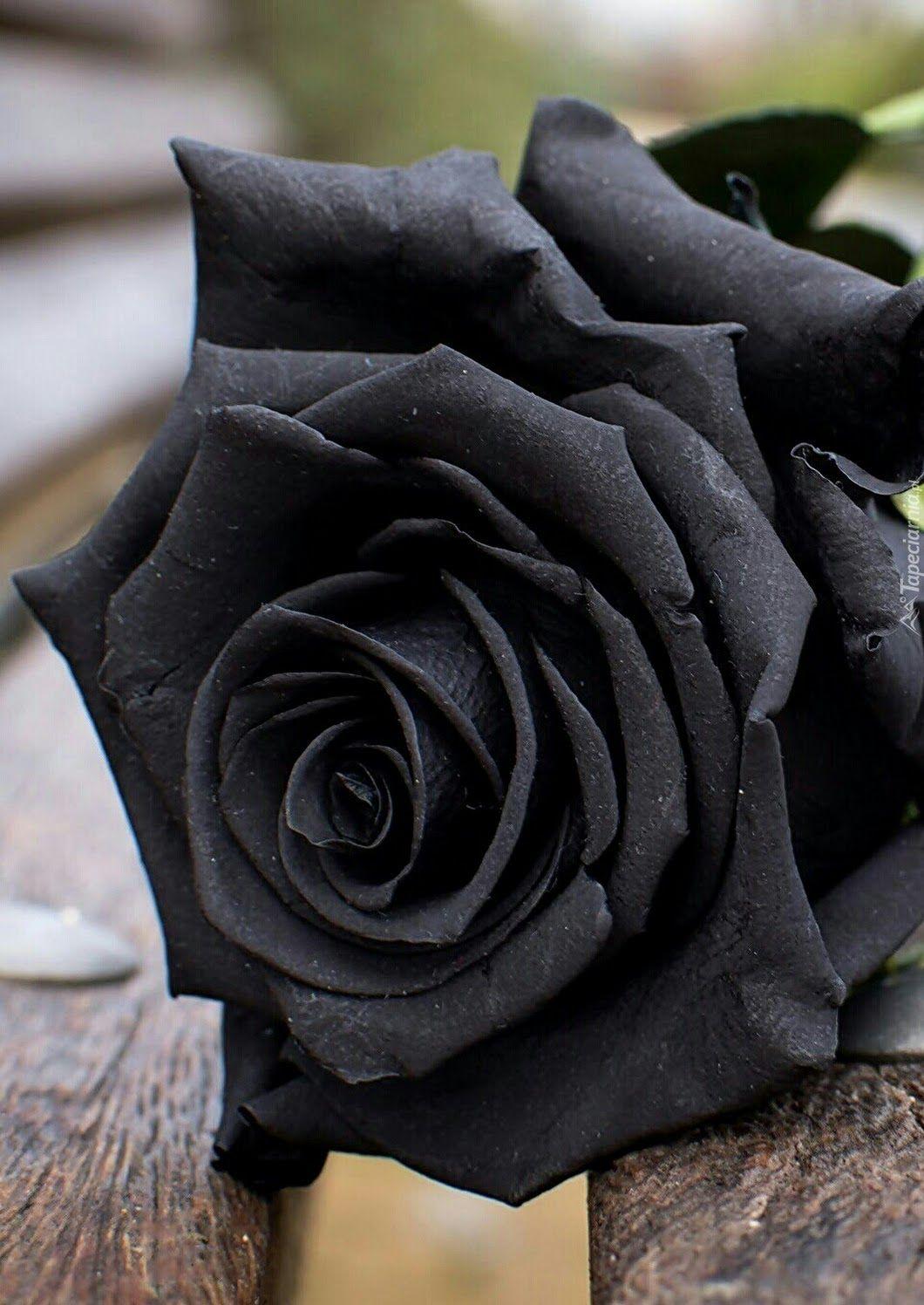 Black Roses 4K Wallpapers - Top Free Black Roses 4K Backgrounds ...