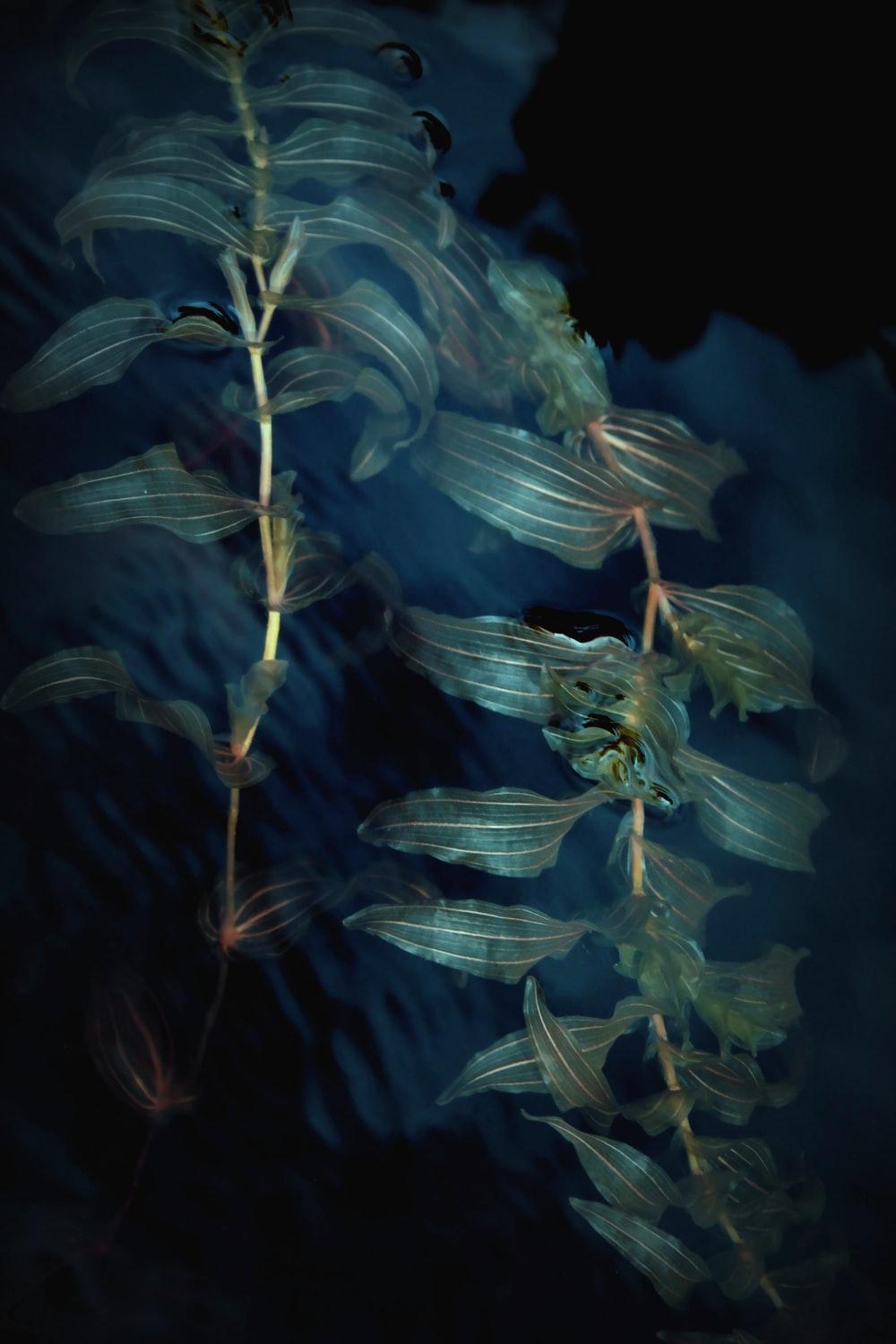 Ocean Plants Wallpapers - Top Free Ocean Plants Backgrounds ...