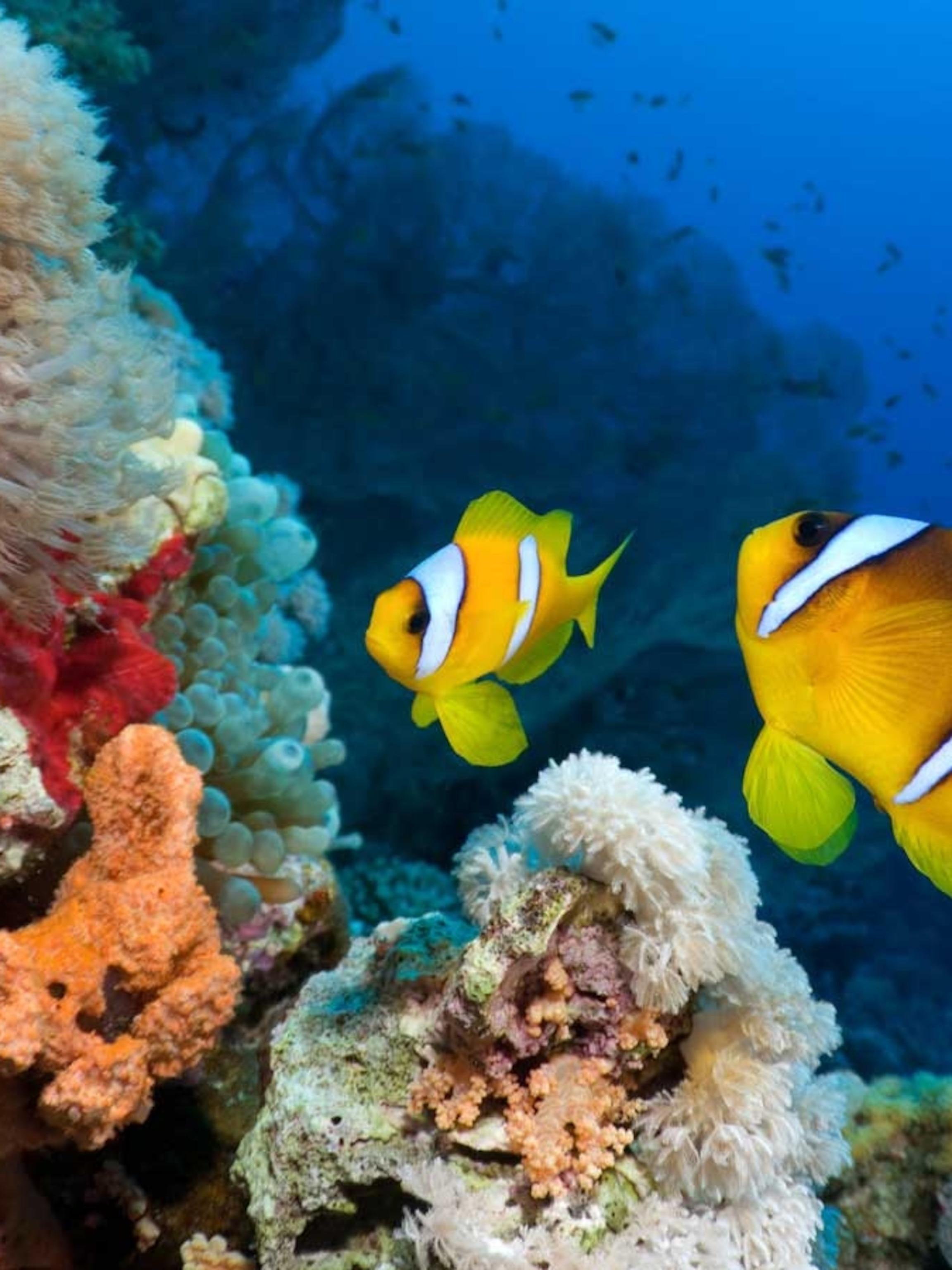 Real Ocean Wallpapers - Top Free Real Ocean Backgrounds - WallpaperAccess