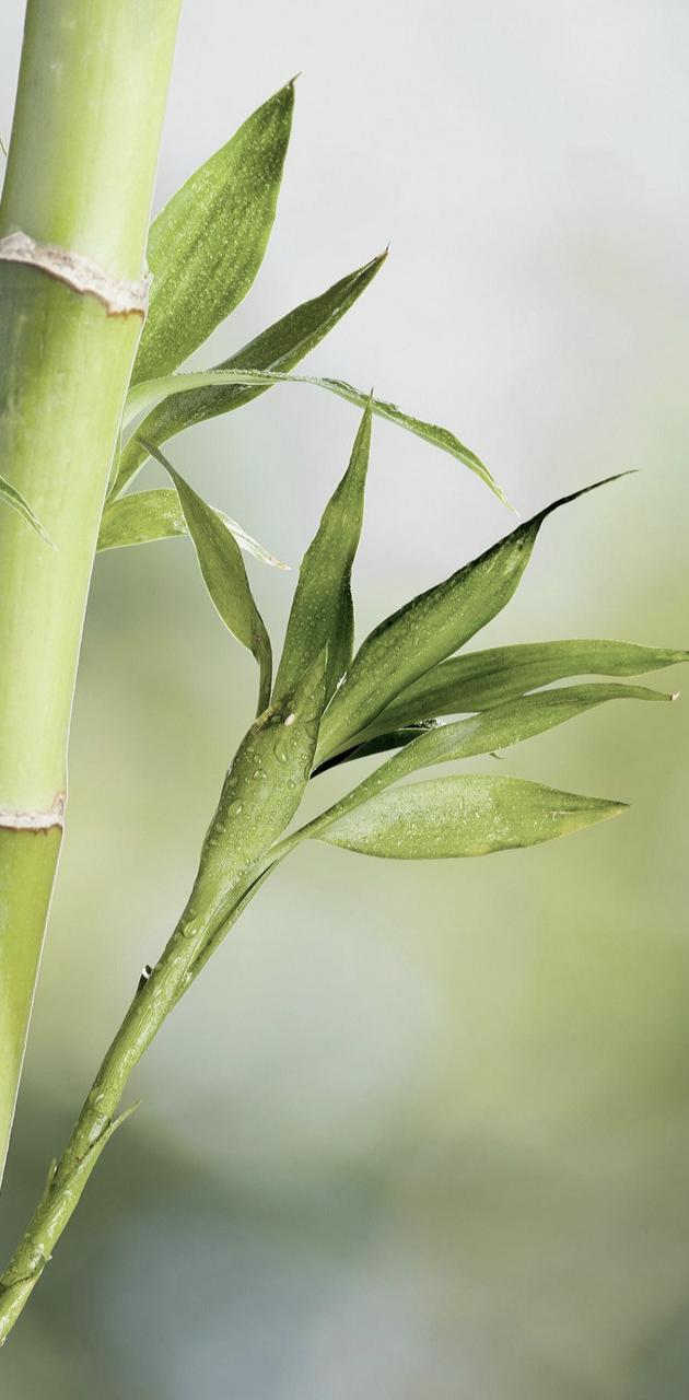 Lucky Bamboo Wallpapers - Top Free Lucky Bamboo Backgrounds ...