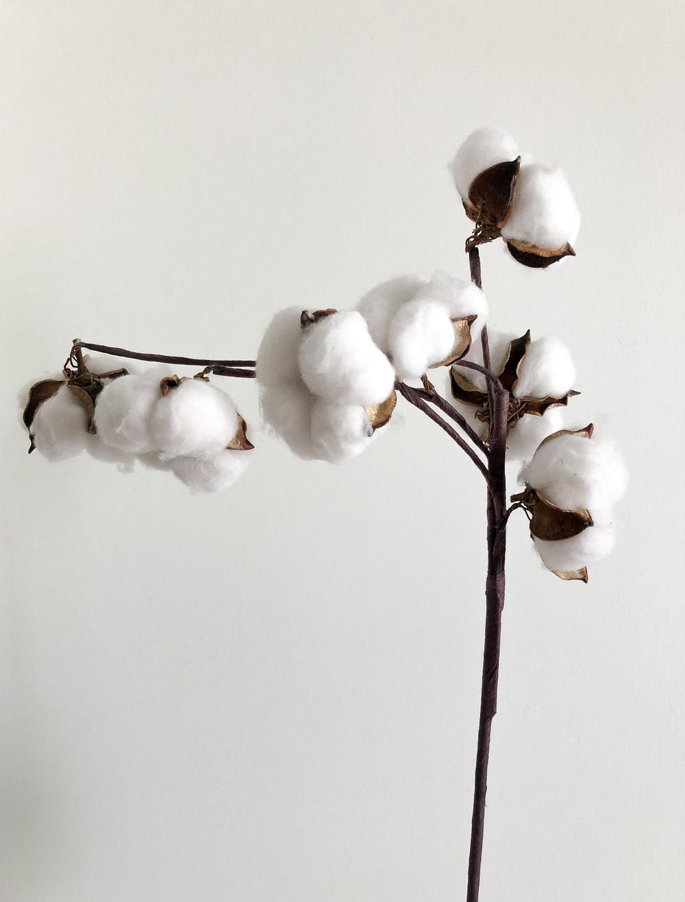 Cotton Flower Wallpapers - Top Free Cotton Flower Backgrounds ...