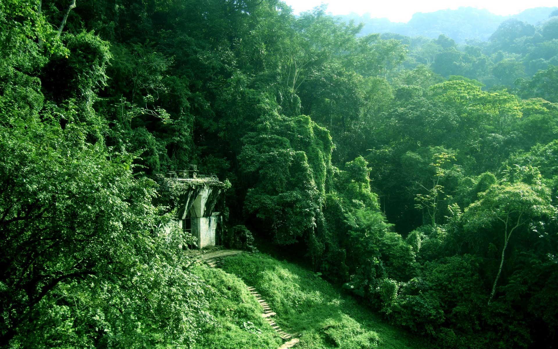 Nature Jungle Wallpapers - Top Free Nature Jungle Backgrounds ...