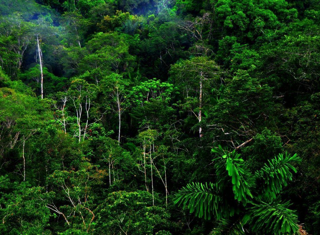 Nature Jungle Wallpapers - Top Free Nature Jungle Backgrounds ...